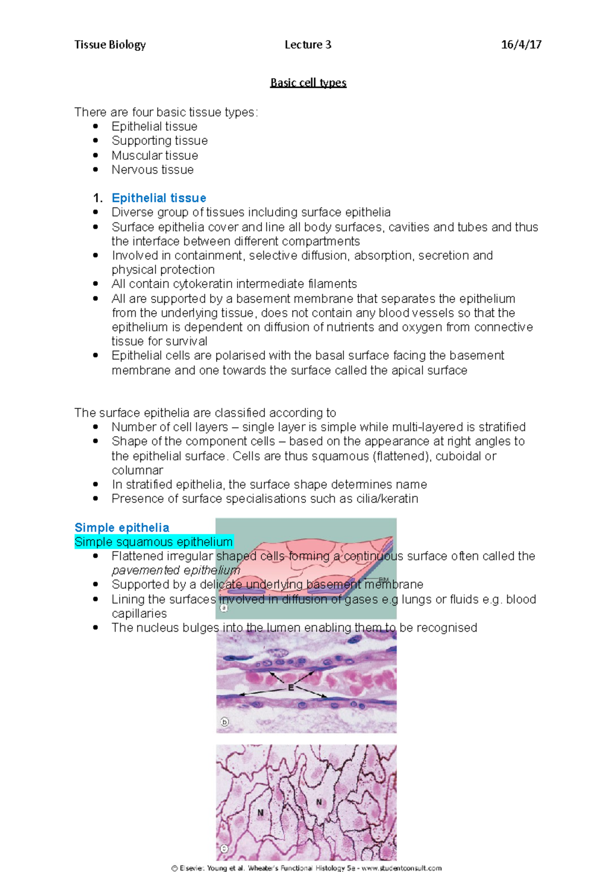 Basic cell types - Lecture notes 3 - Tissue Biology Lecture 3 16/4/17 ...