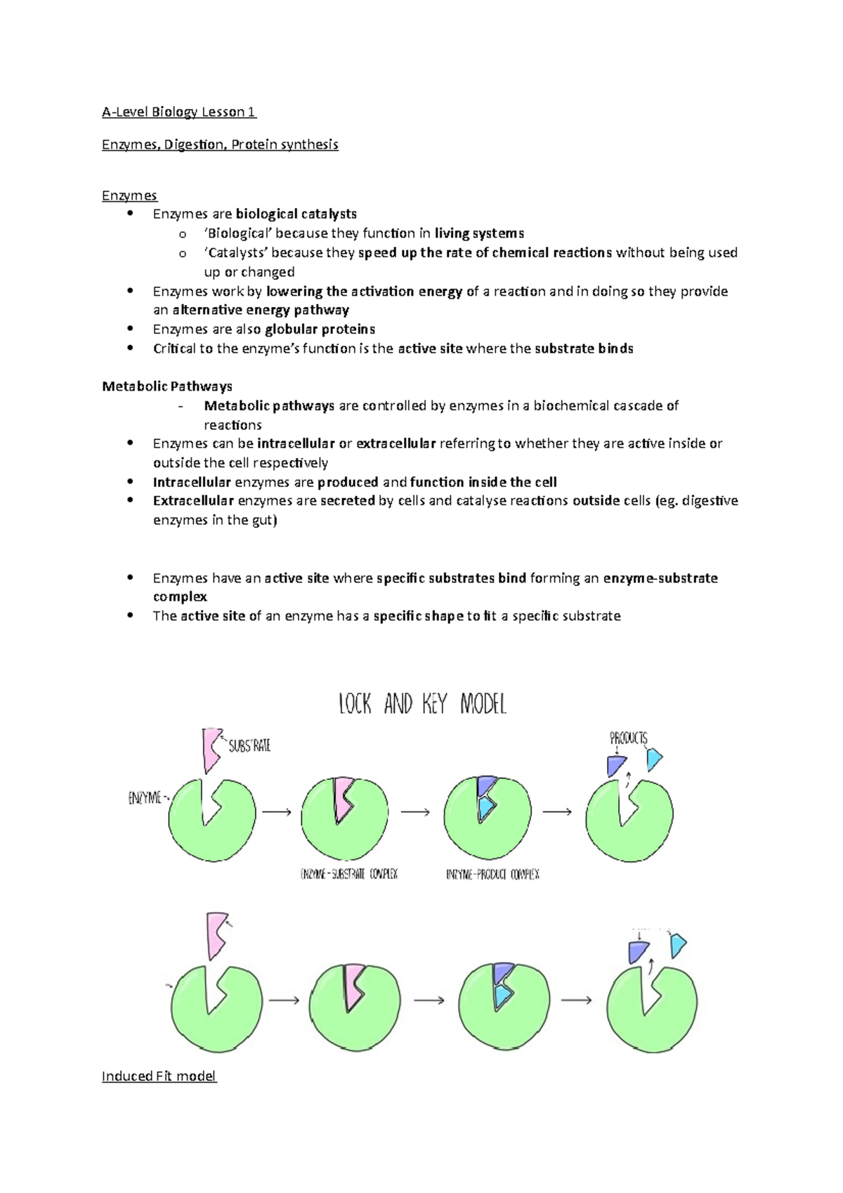 Enzymes and Protein Synthesis - A-Level Biology Lesson 1 Enzymes ...
