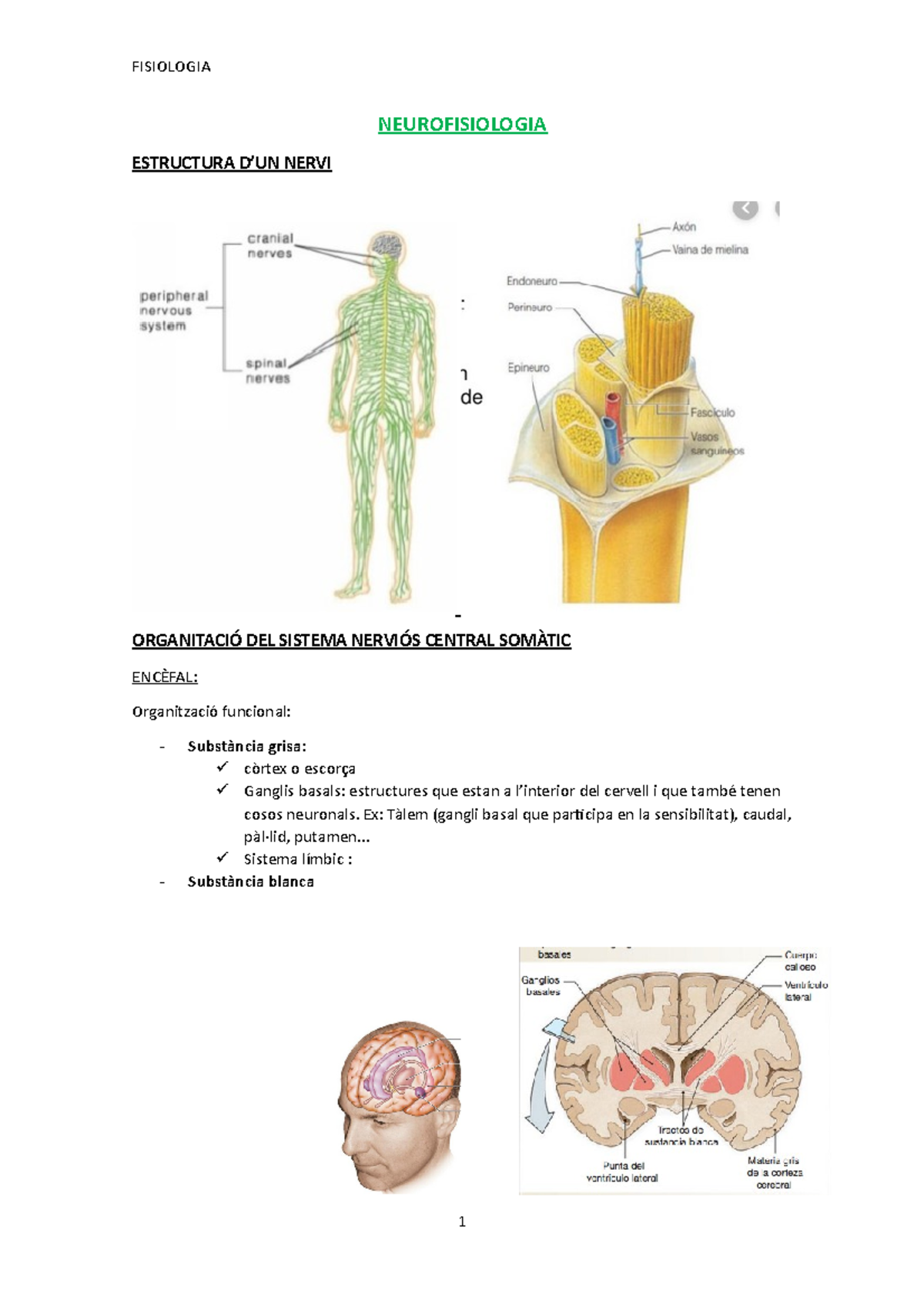 Neurofisiologia 2 - NEUROFISIOLOGIA ESTRUCTURA D’UN NERVI ORGANITACIÓ ...