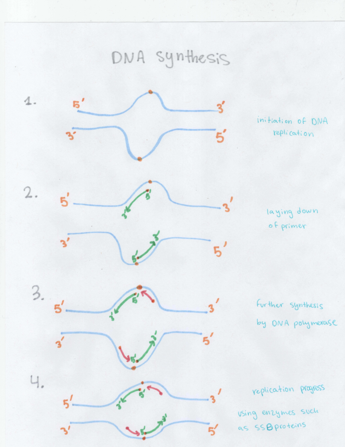 DNA synthesis assignment - DNA synthesis 1. initiation of DNA 3. replication 2. laying down of ...