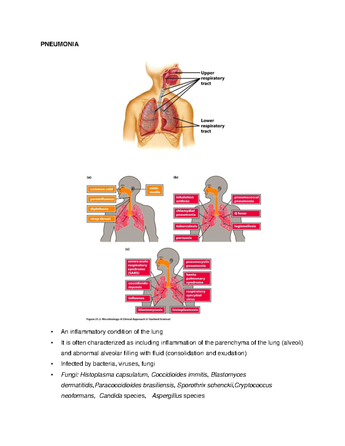 Lung Infections Pneumonia - PNEUMONIA An inflammatory condition of the ...