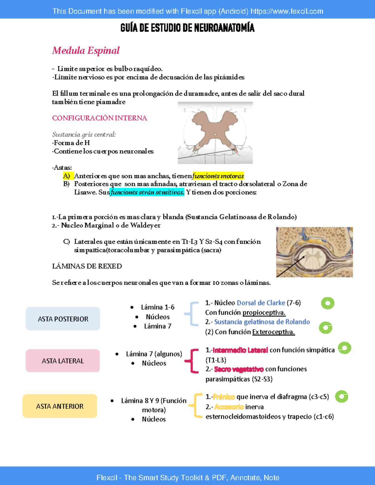 GUÍA Neuroanato - GUÍA DE ESTUDIO DE NEUROANATOMÍA Medula Espinal ...