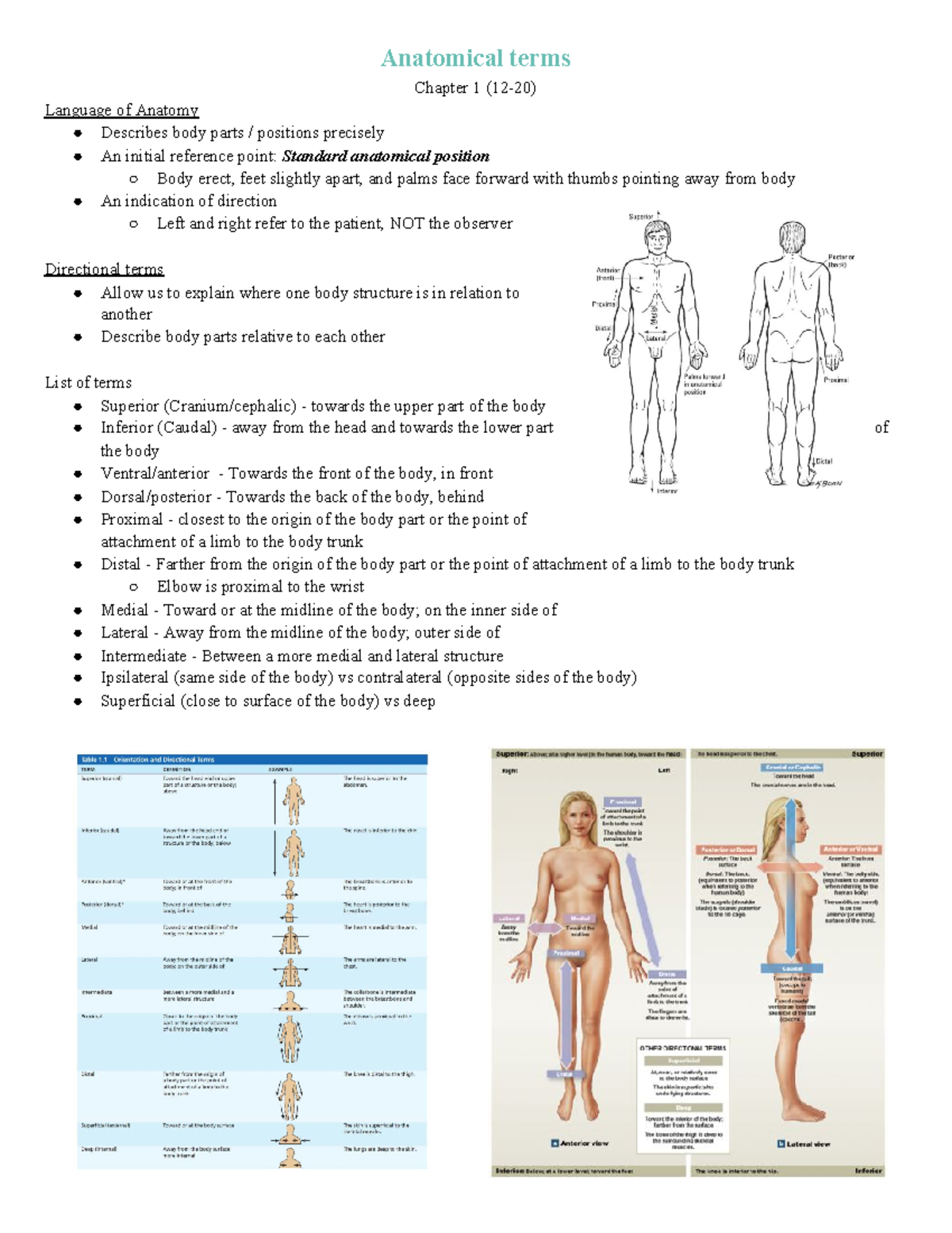 Anatomical terms - Anatomical terms Chapter 1 (12-20) Language of ...