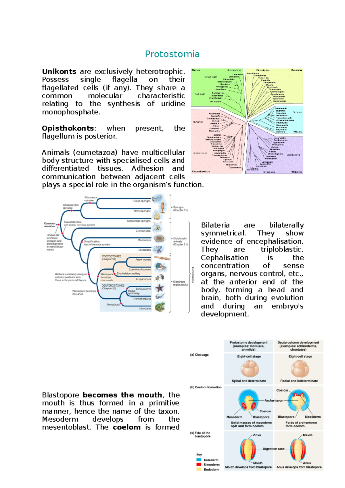 Week 13 Protostomia - Lecture notes 13 - Protostomia Unikonts are ...