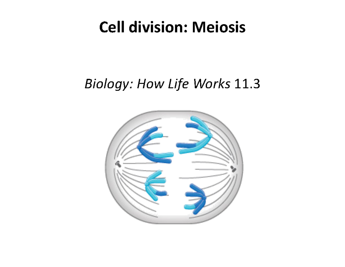 2 Meiosis - Lecture notes 1-12 - Cell division: Meiosis Biology: How ...