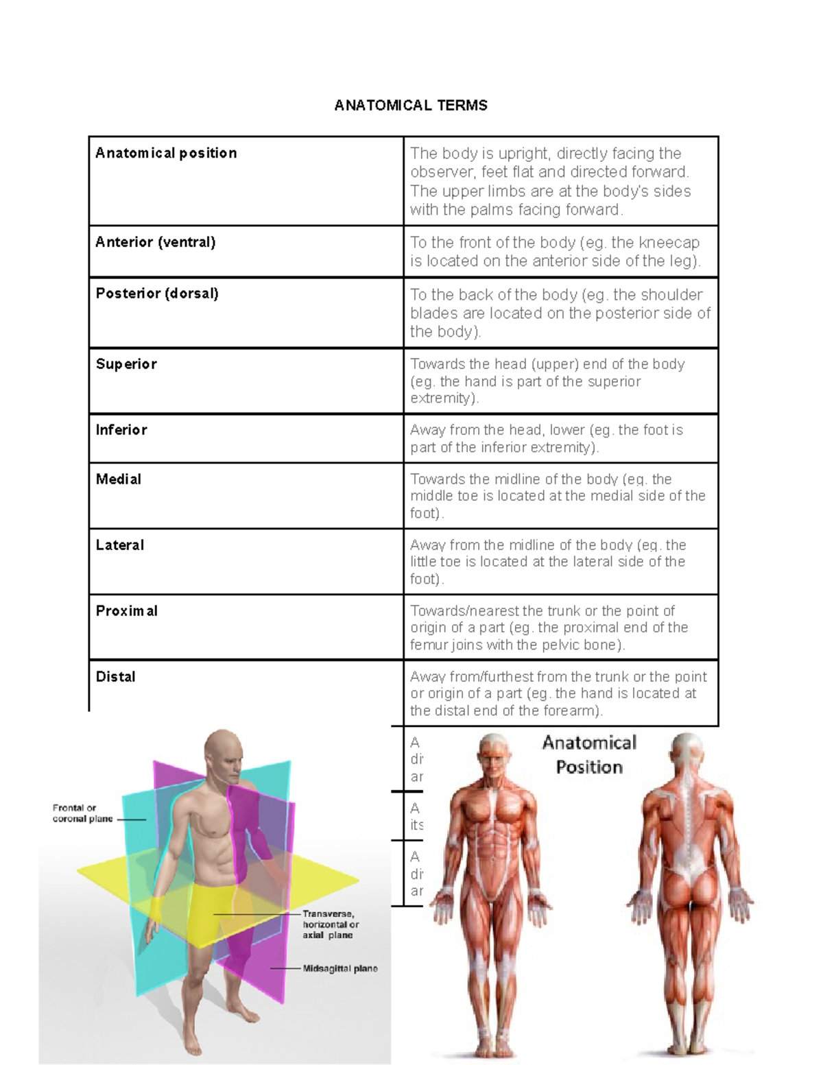 Anatomical terminology - ANATOMICAL TERMS Anatomical position The body ...