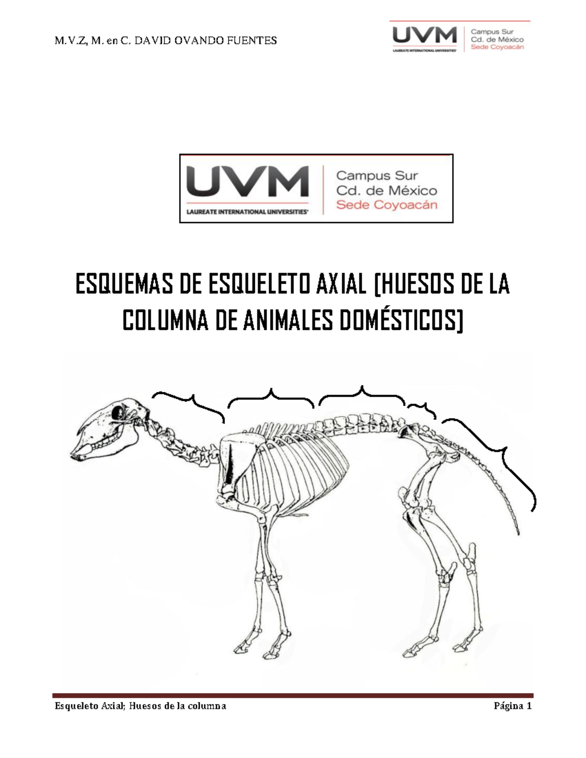 4 Osteologia UVM - Ayuda - ESQUEMAS DE ESQUELETO AXIAL [HUESOS DE LA ...