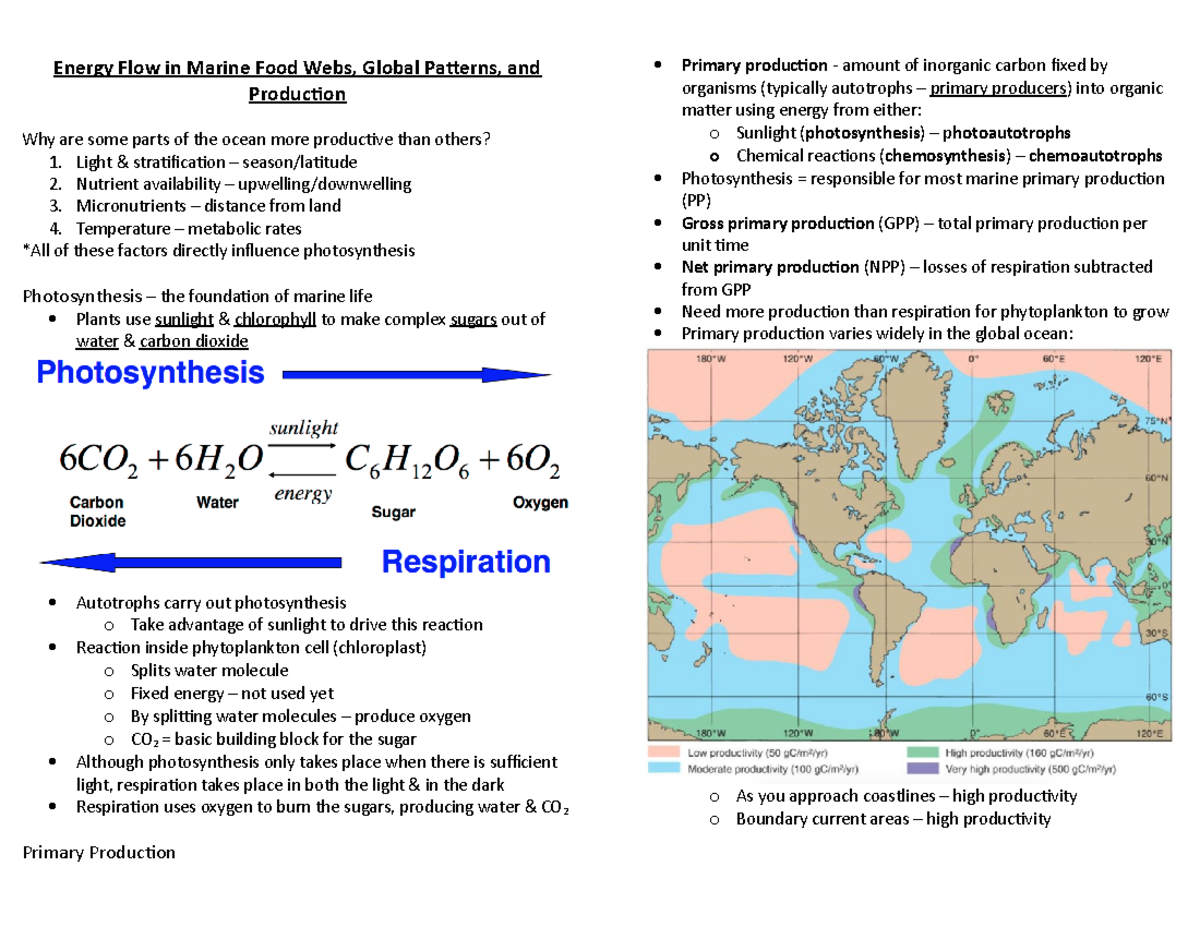Energy Flow in Marine Food Webs, Global Patterns & Production - Light ...