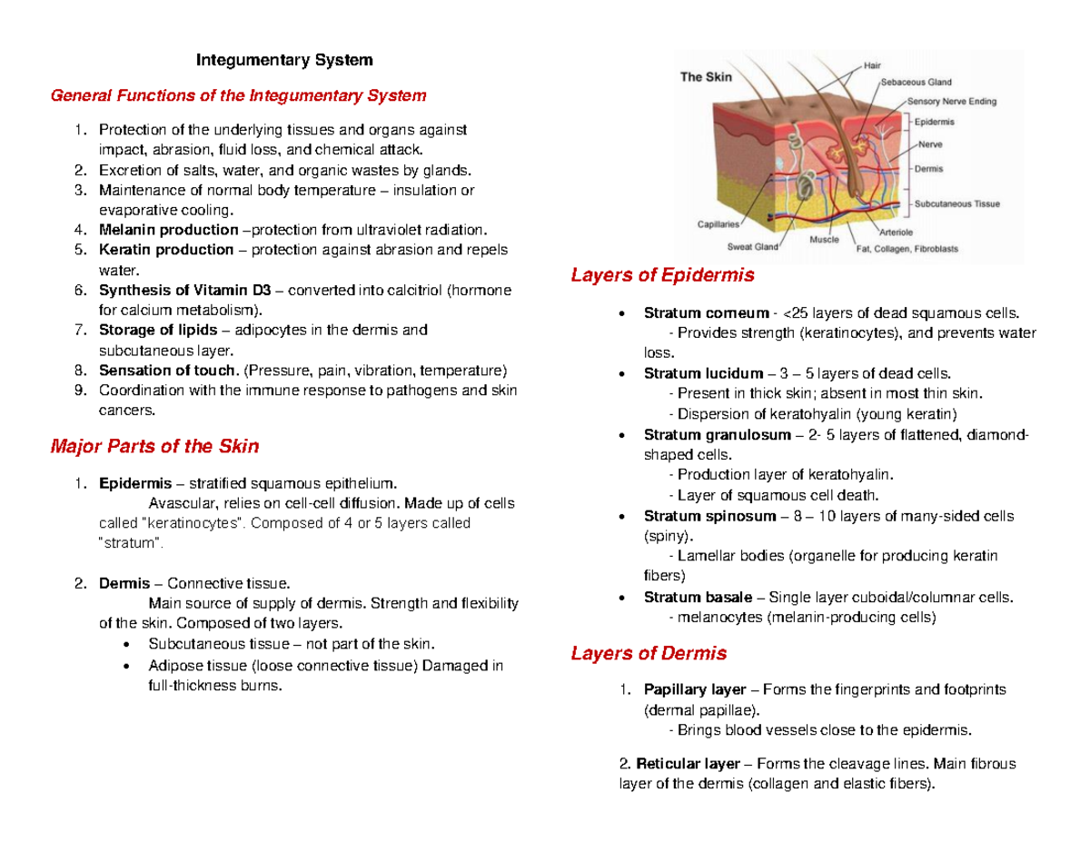 L3 Anatomy Prelims - anaphy - Integumentary System General Functions of ...