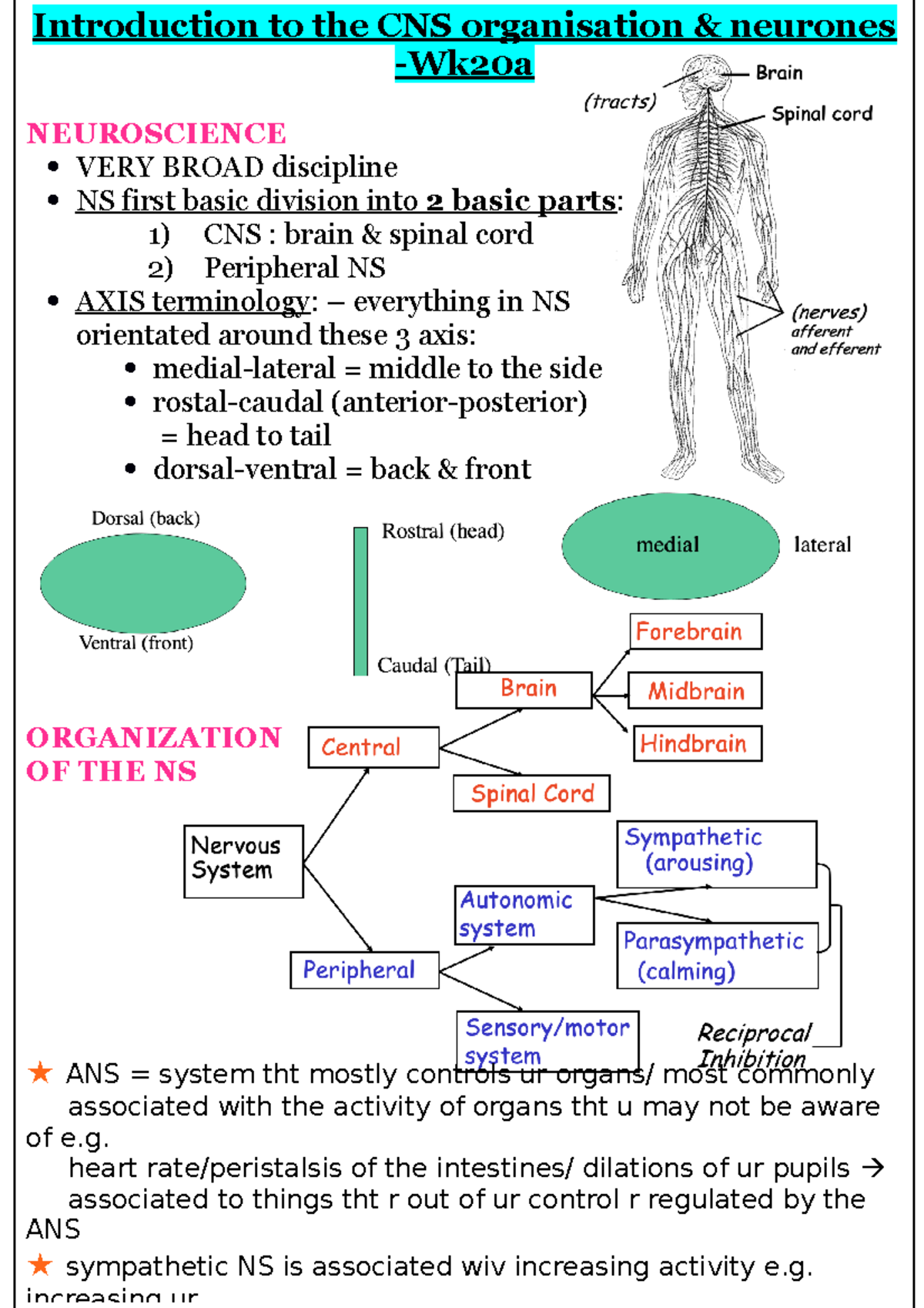 Introduction to CNS organisation & neurone - molecular and cellular ...