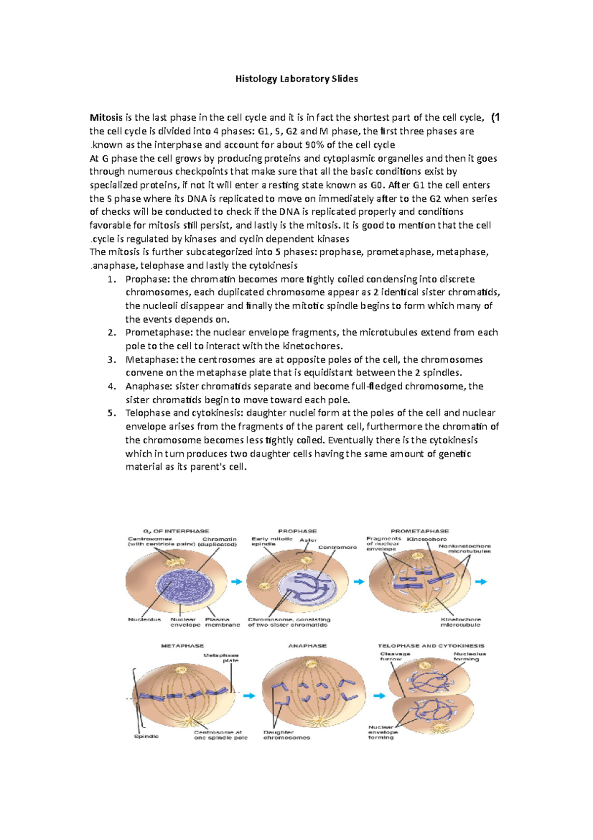 Histology lab notes - Histology Laboratory Slides Mitosis is the last ...