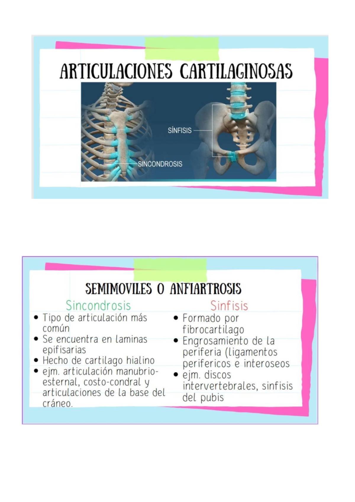 articulaciones cartilaginosas - Anatomia - Studocu