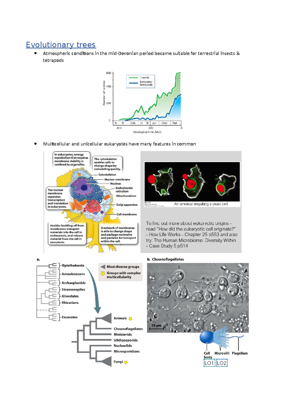 Origin of animals - Lecture notes 1 - Evolutionary trees Atmospheric ...