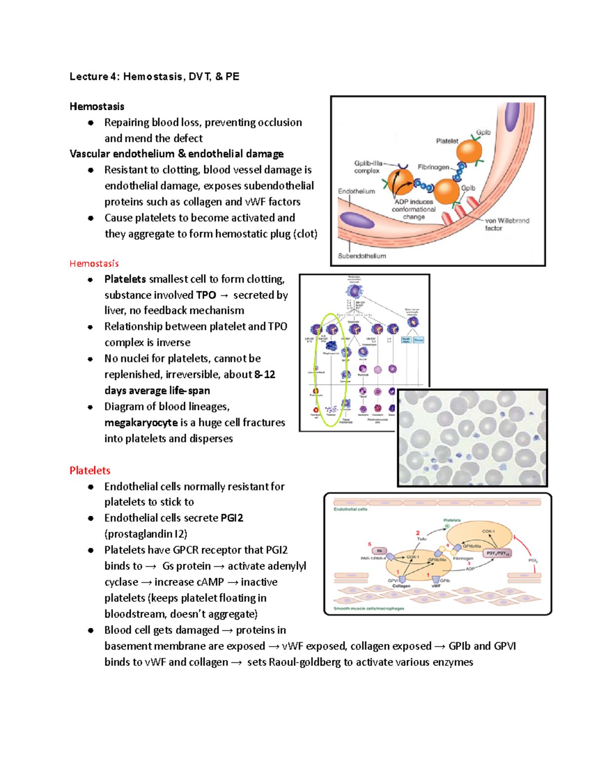 Lecture 4 Hemostasis - mercy college chart notes for PA and nursing ...
