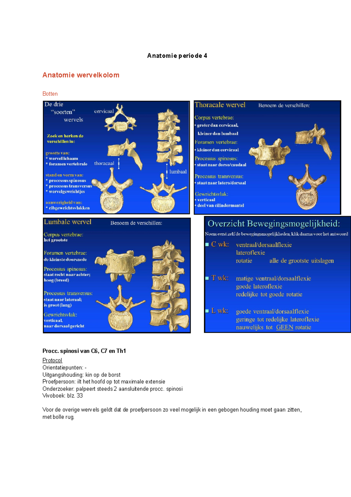 Anatomie periode 4, lage rug - Anatomie periode 4 Anatomie wervelkolom ...