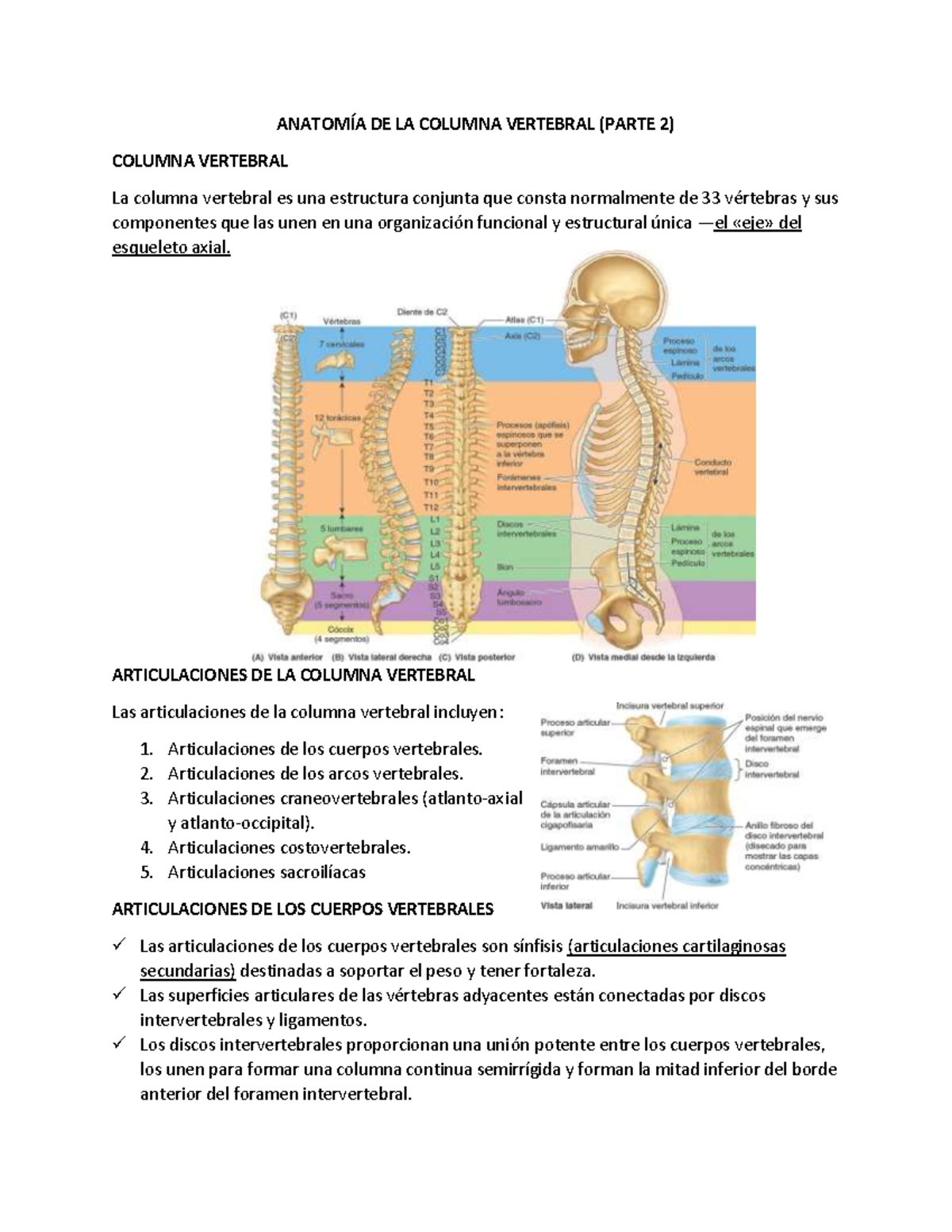 La Columna Vertebral 2 - ANATOMÍA DE LA COLUMNA VERTEBRAL (PARTE 2 ...