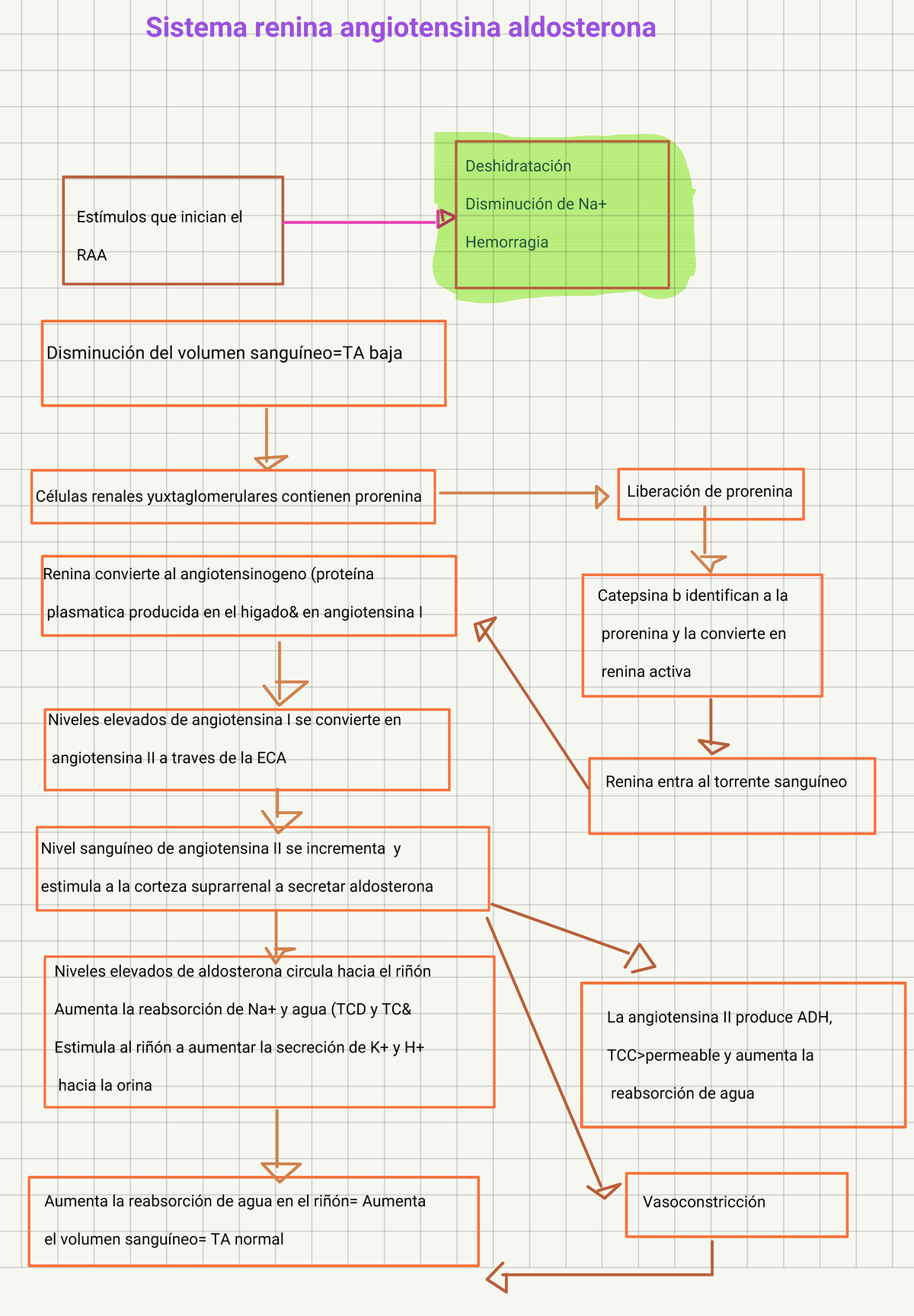 RAA - Sistema RAA - Sistema renina angiotensina aldosterona Estímulos ...