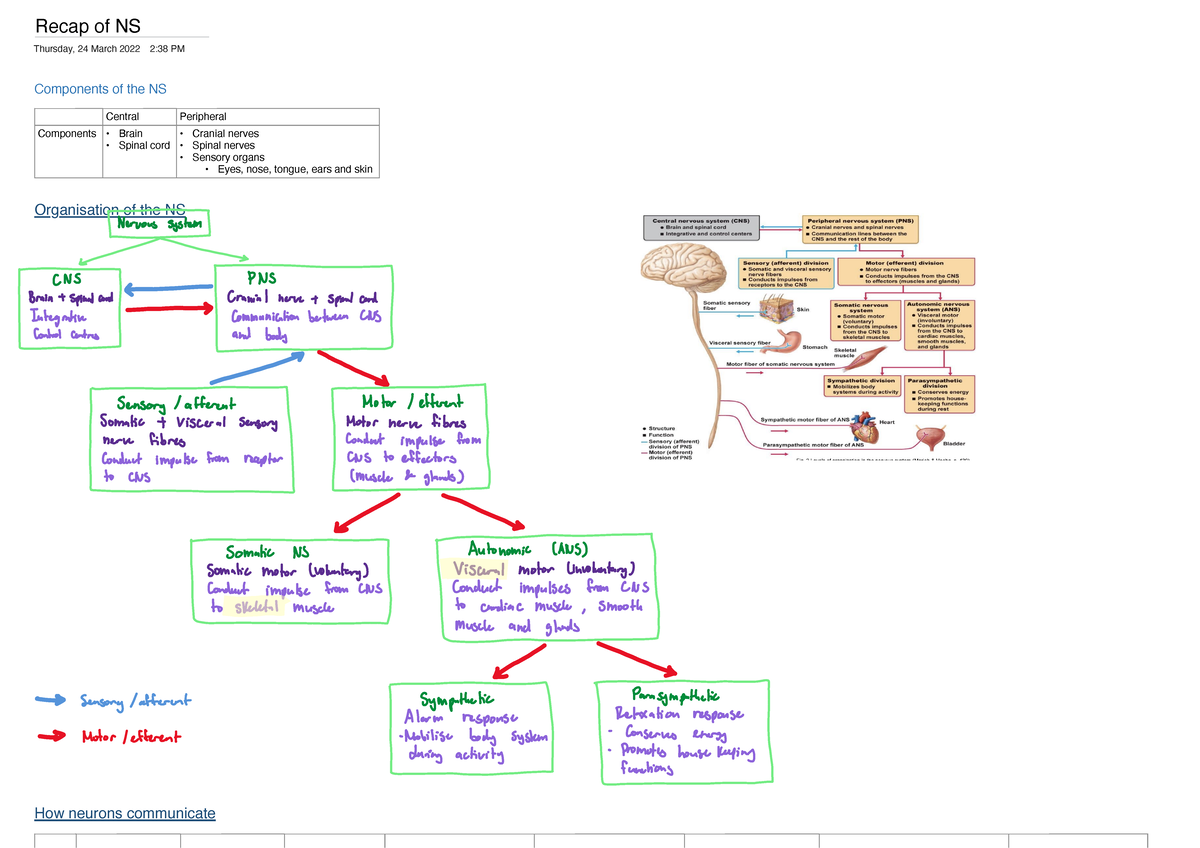 1 - Recap of nervous system from normal body function - Recap of NS ...