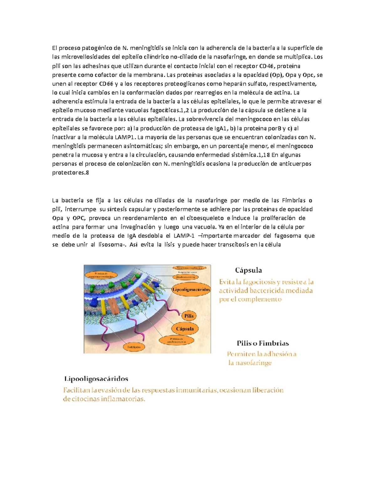 El proceso patogénico de N - meningitidis se inicia con la adherencia ...