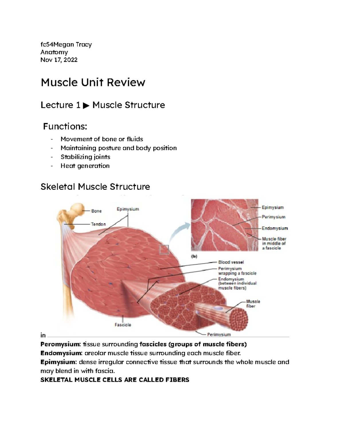 11 21 Muscle Test Review Packet Anatomy - fc54Megan Tracy Anatomy Nov ...