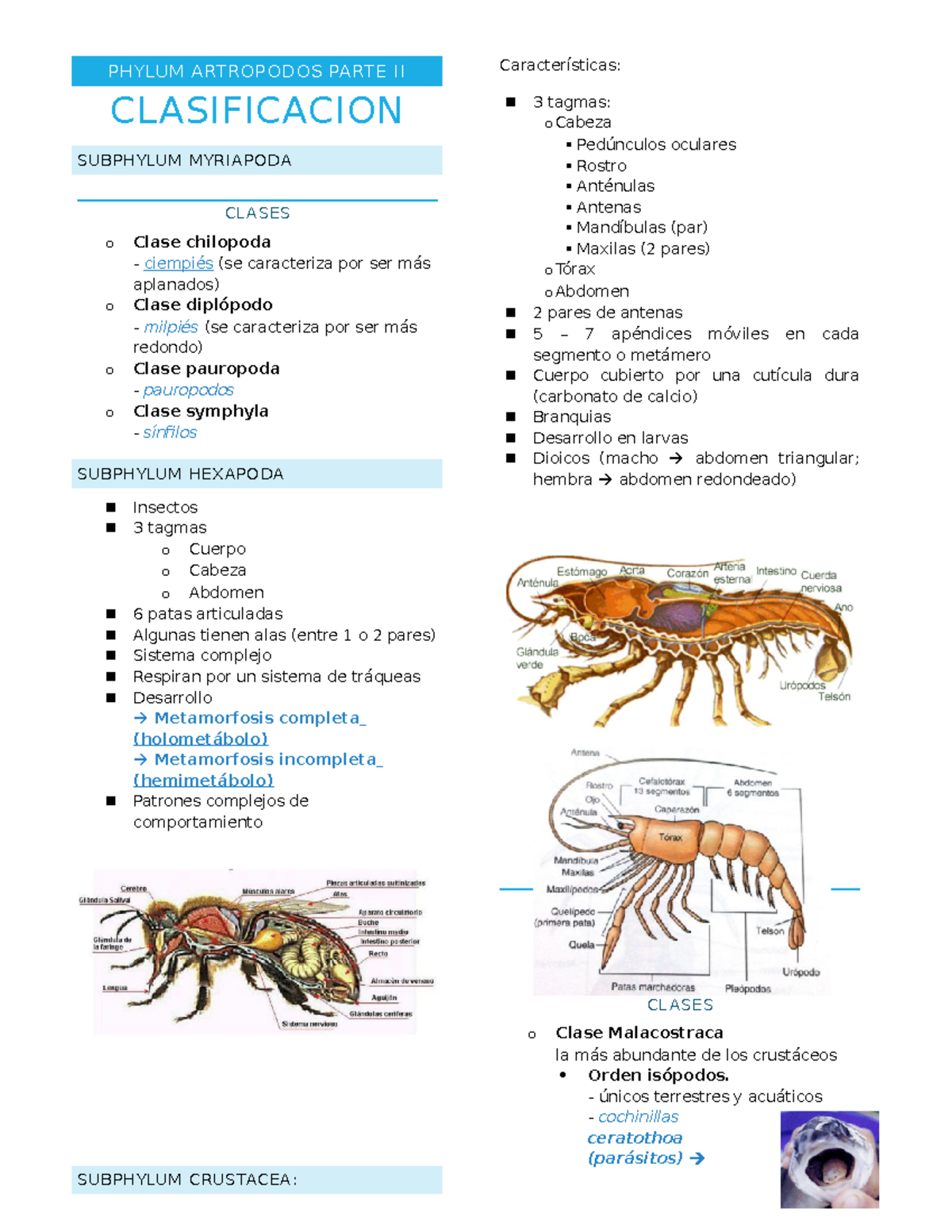 Zoologia tercera solemne - PHYLUM ARTROPODOS PARTE II CLASIFICACION ...