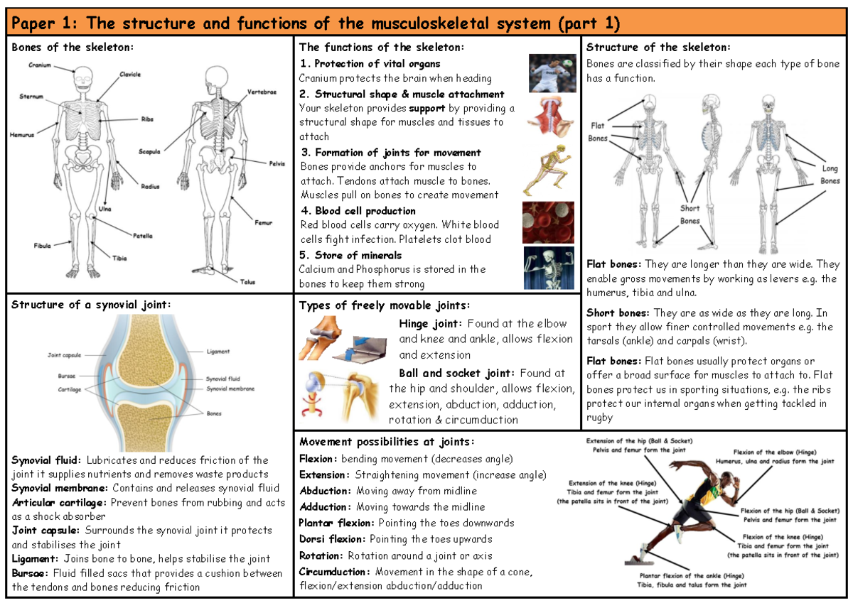 01musculoskeletalsystempart 1 - Paper 1: The structure and functions of ...