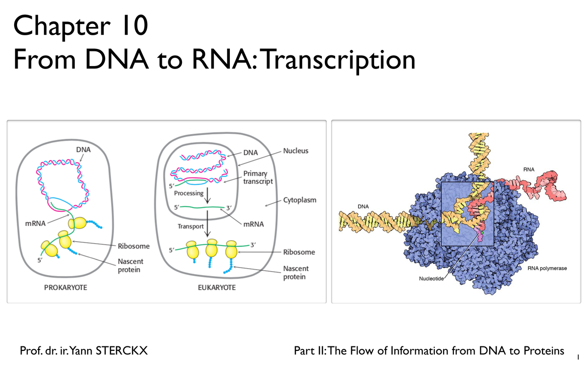 H10 From DNA to RNA Transcription - Prof. dr. ir. Yann STERCKX Part II ...