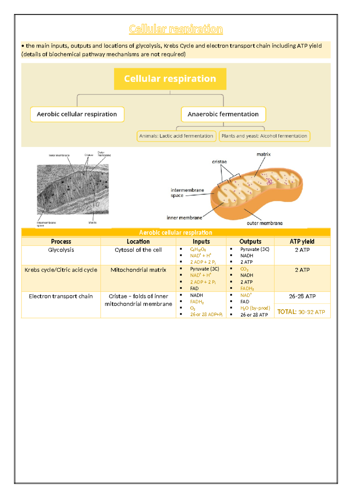 Cellular respiration notes - Cellular respiration • the main inputs ...