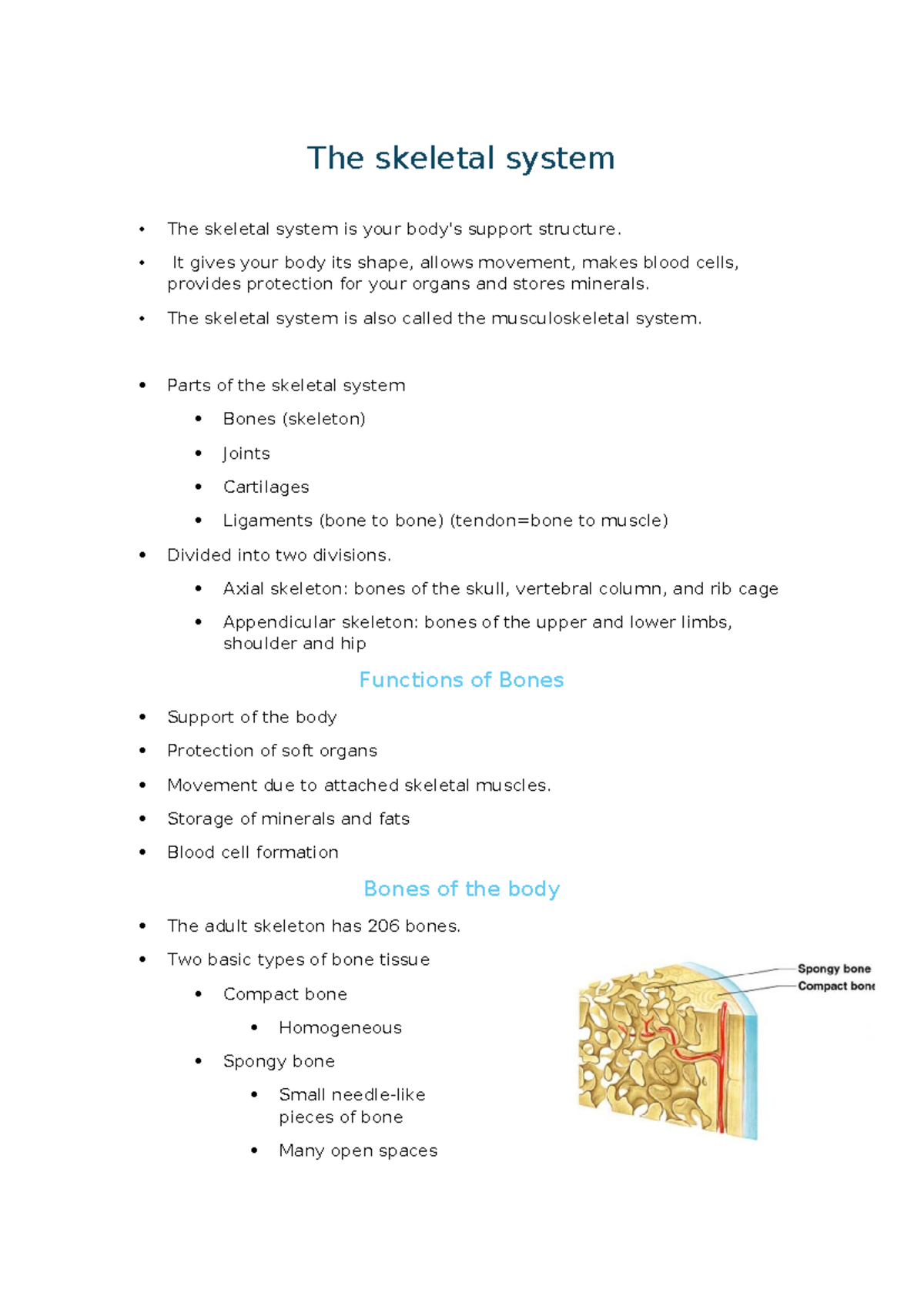 The skeletal system - Summary Human Anatomy, Physiology & Disease - The ...