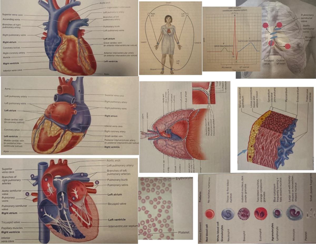 heart and blood diagrams - BIO 222 - Studocu
