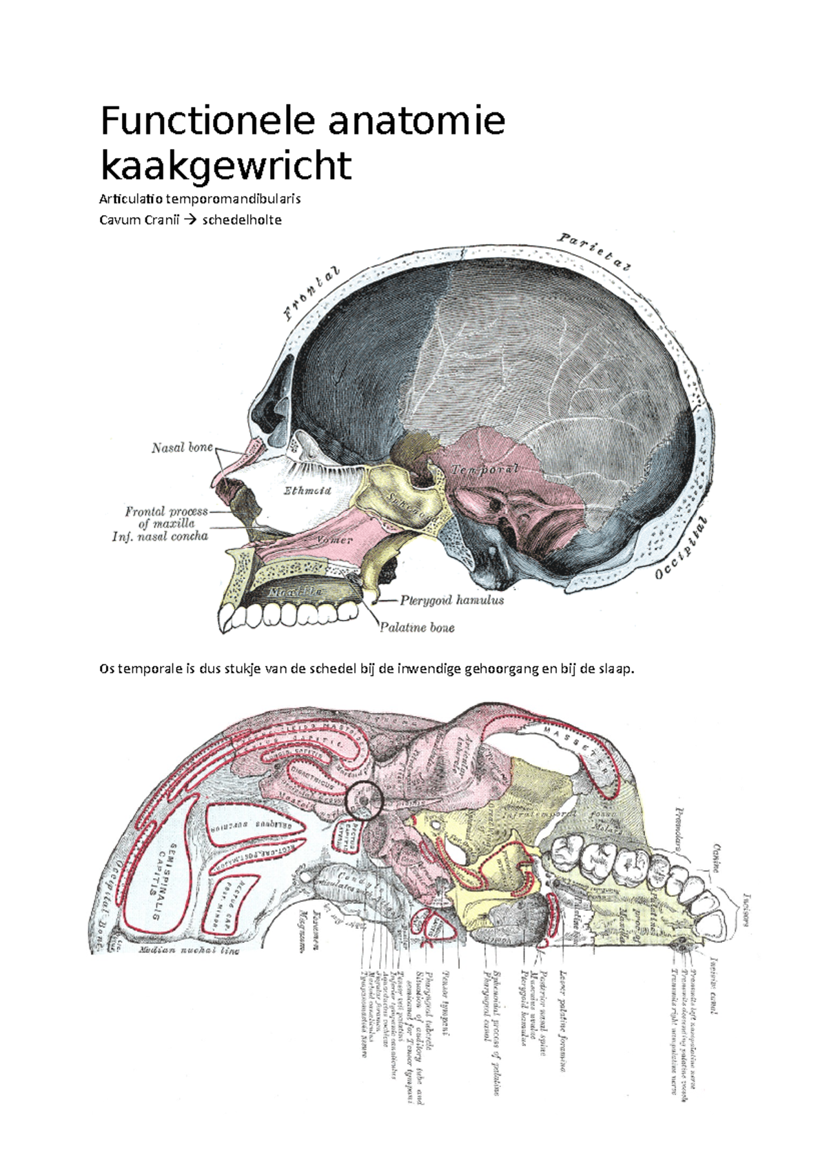 Functionele anatomie kaakgewricht - Functionele anatomie kaakgewricht Ariculaio ...