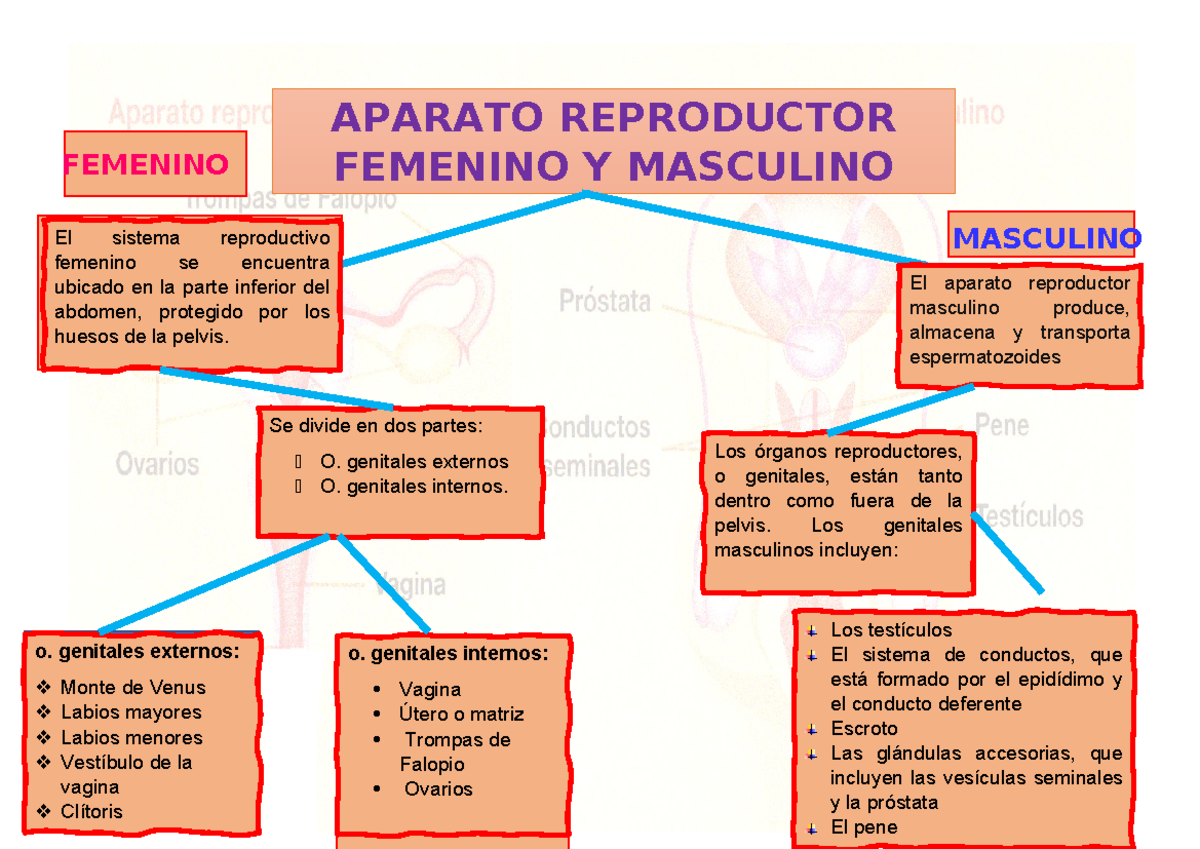A reproductor masculino y femenino - APARATO REPRODUCTOR FEMENINO Y ...