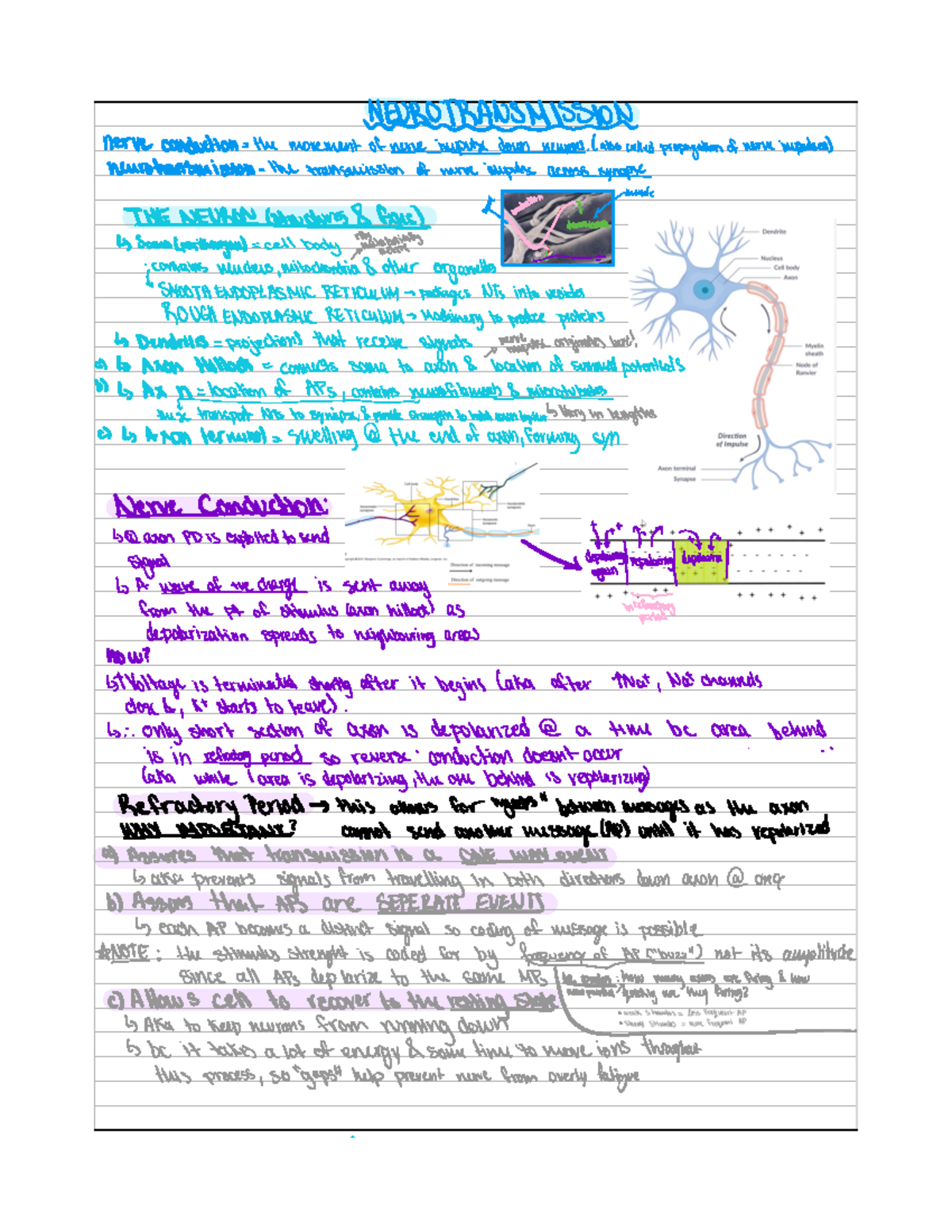 5– Neurotransmition - first semester lecture notes before midterm 1 ...