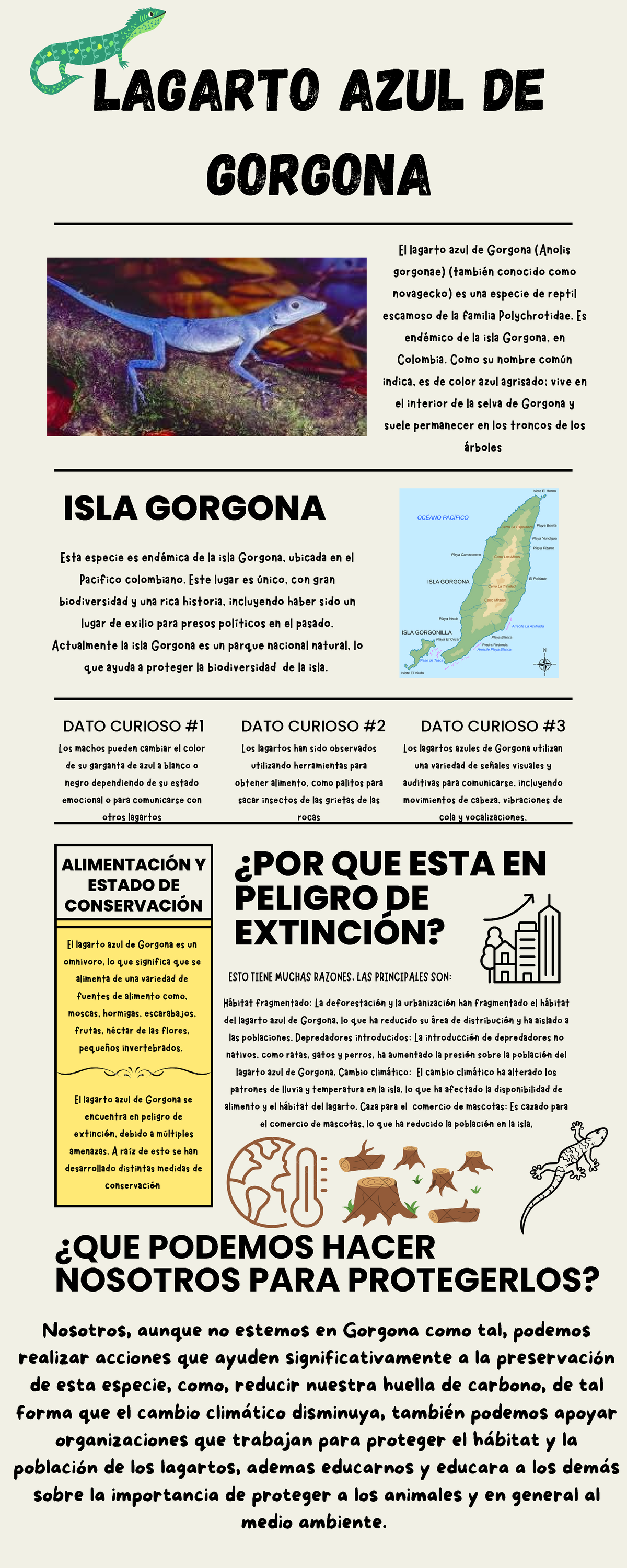 Lagarto azul de gorgona - Es endémico de la isla Gorgona, en Colombia ...