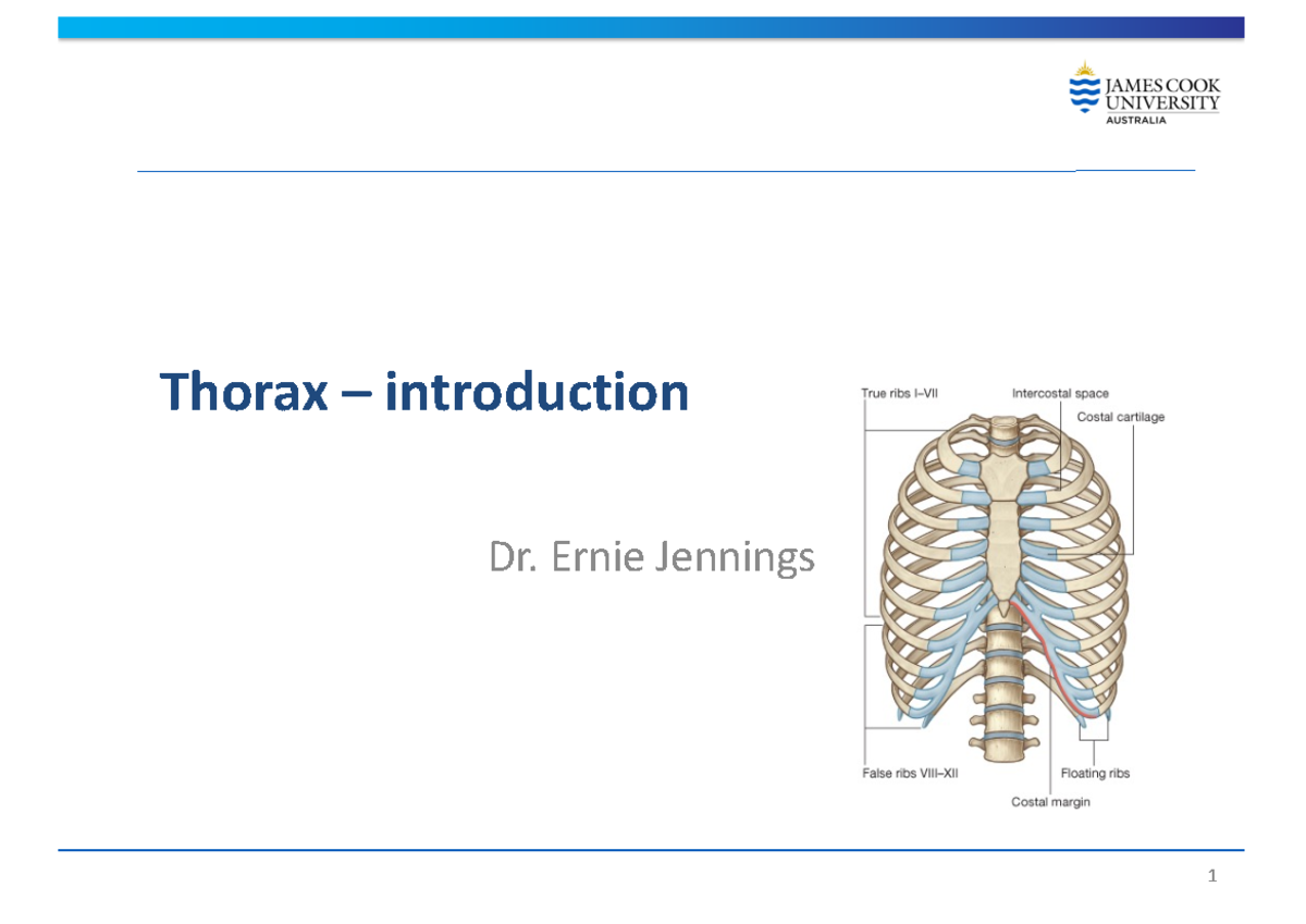 Heart and thorax 23 - notes - Thorax – introduction Dr. Ernie Jennings ...