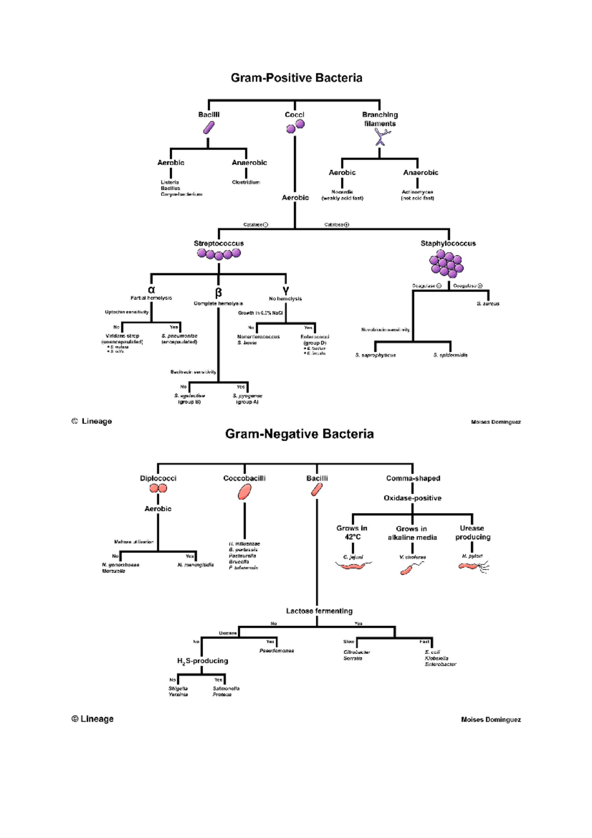 Bacteria - Bactiera that we are required to learn - A100 - Studocu