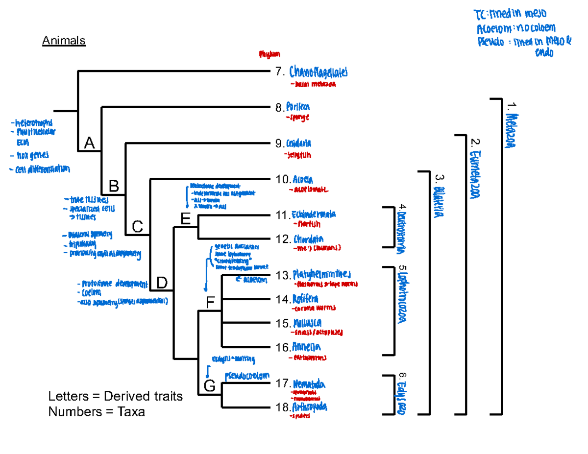 2 Animals Phylogeny - 7. 8. 9. 10. 11. 12. 13. 14. 15. 16. 17. 18. Animals Letters = Derived ...