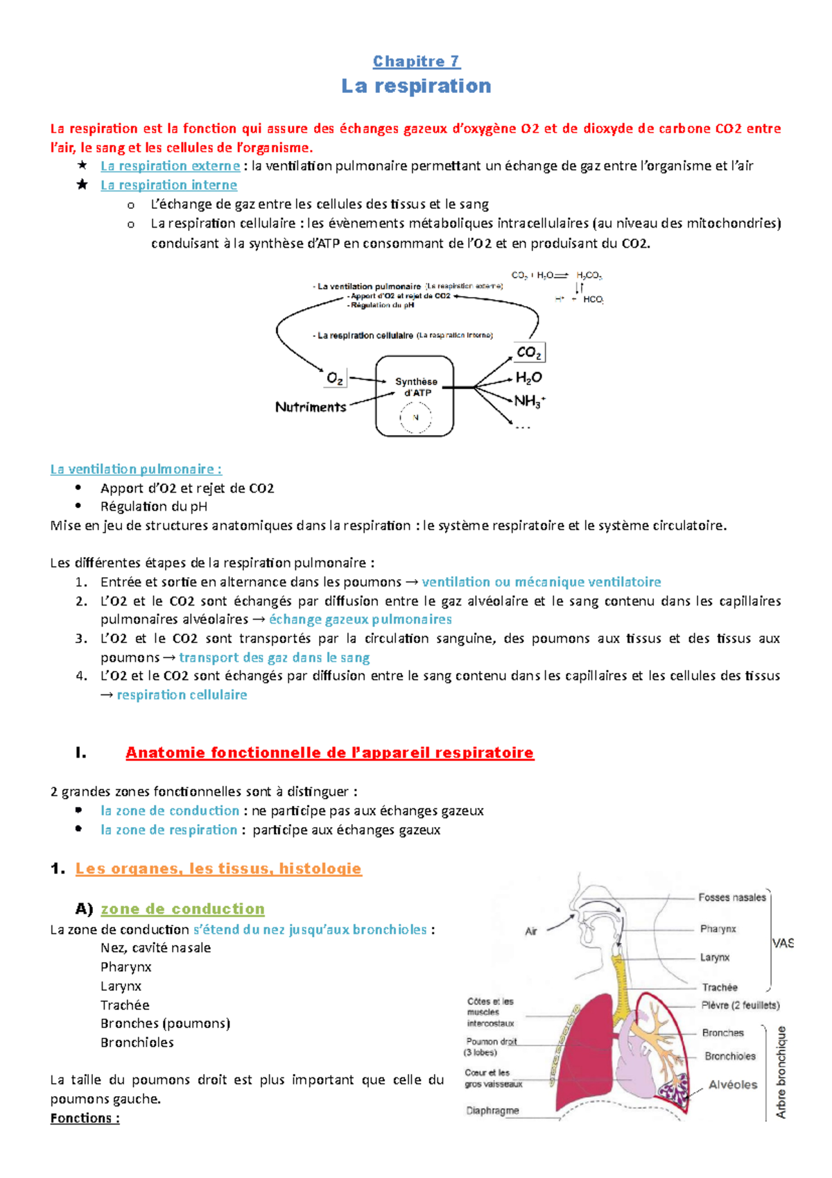Chap7 la respiration - note de cours - Chapitre 7 La respiration La ...
