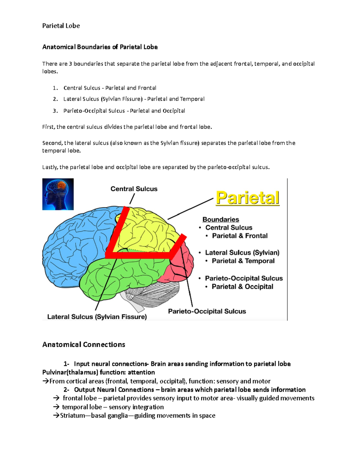 Parietal Lobe - lecture notes - Anatomical Boundaries of Parietal Lobe ...