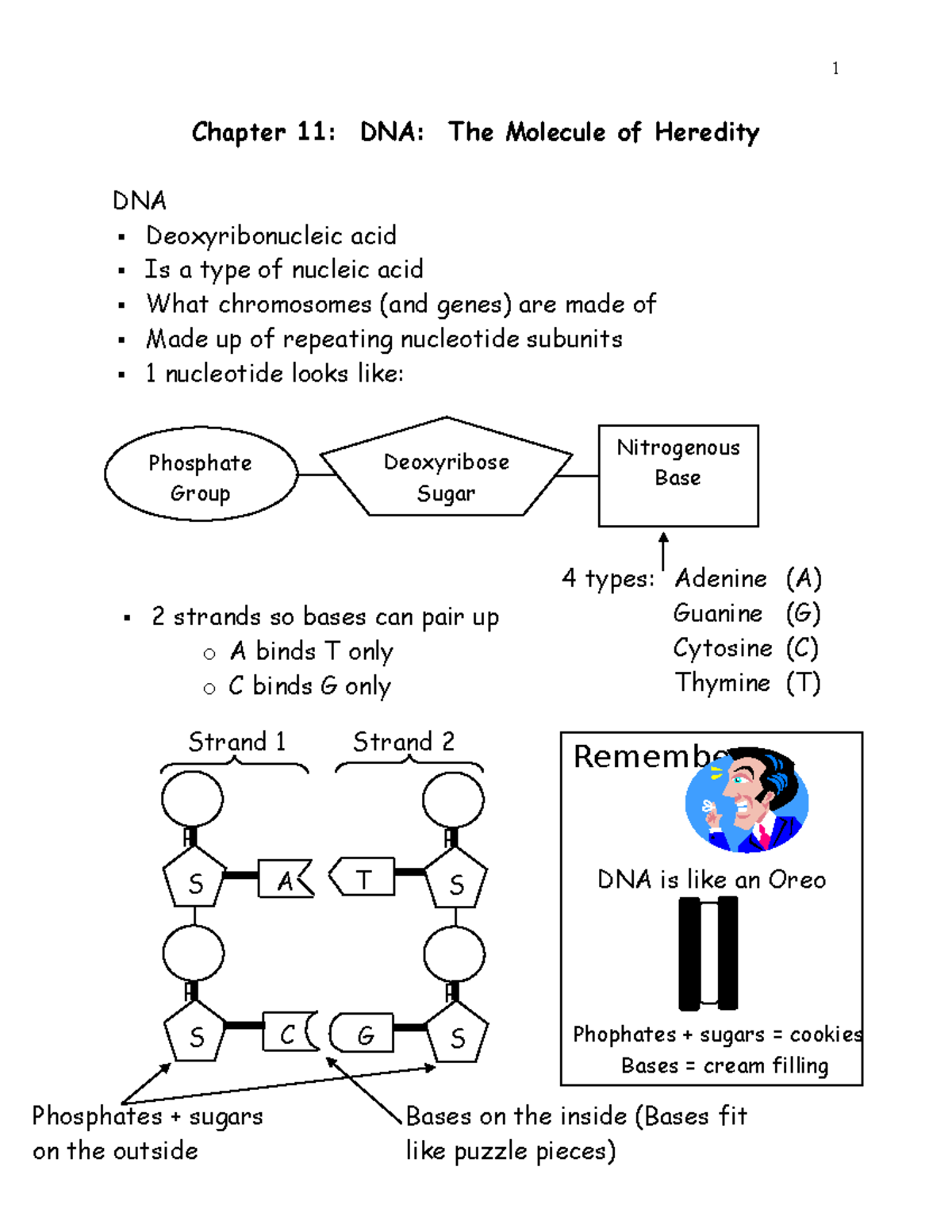 DNAnotes - DNA_Strucuture - Chapter 11: DNA: The Molecule of Heredity ...