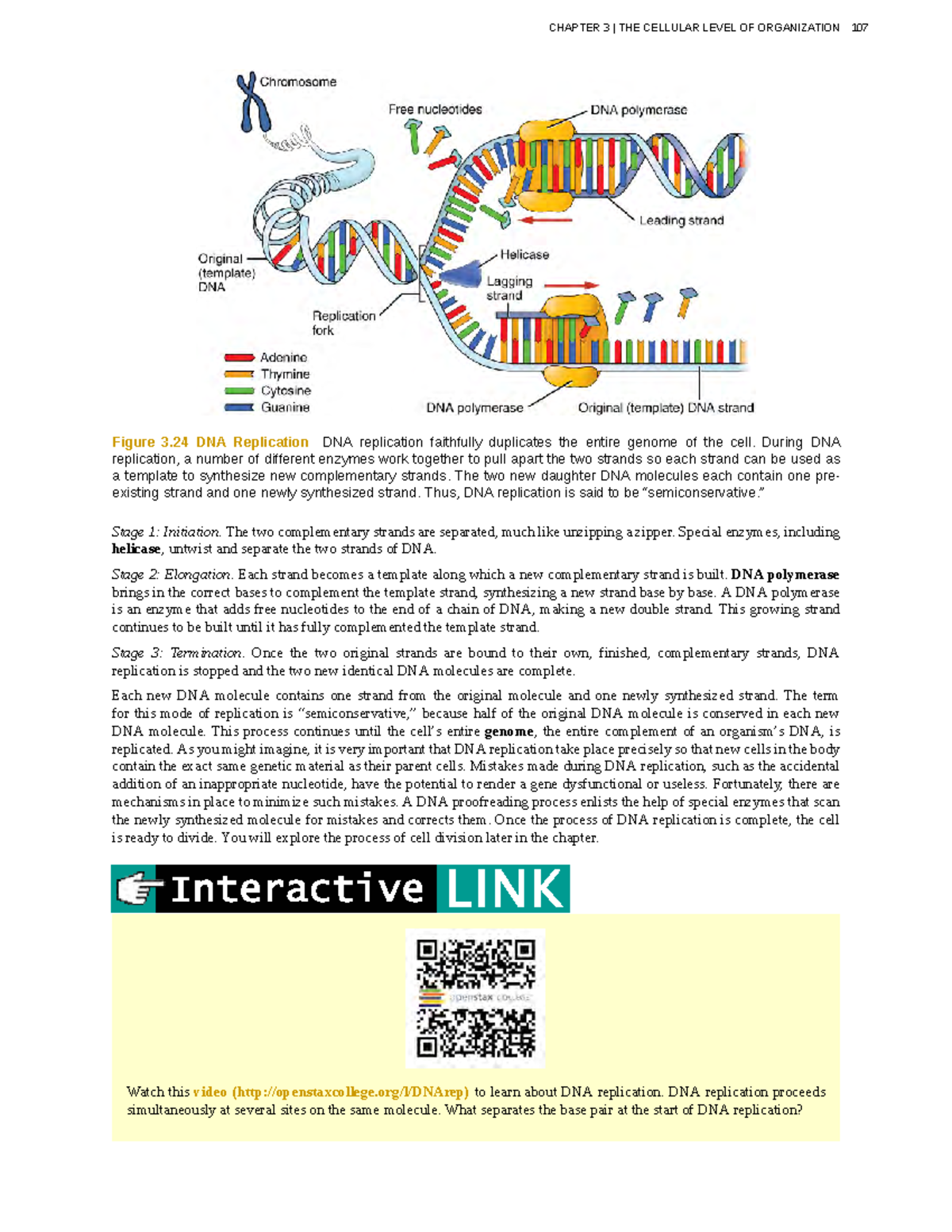 Anatomy-physiology-39 - Figure 3 DNA Replication DNA replication ...