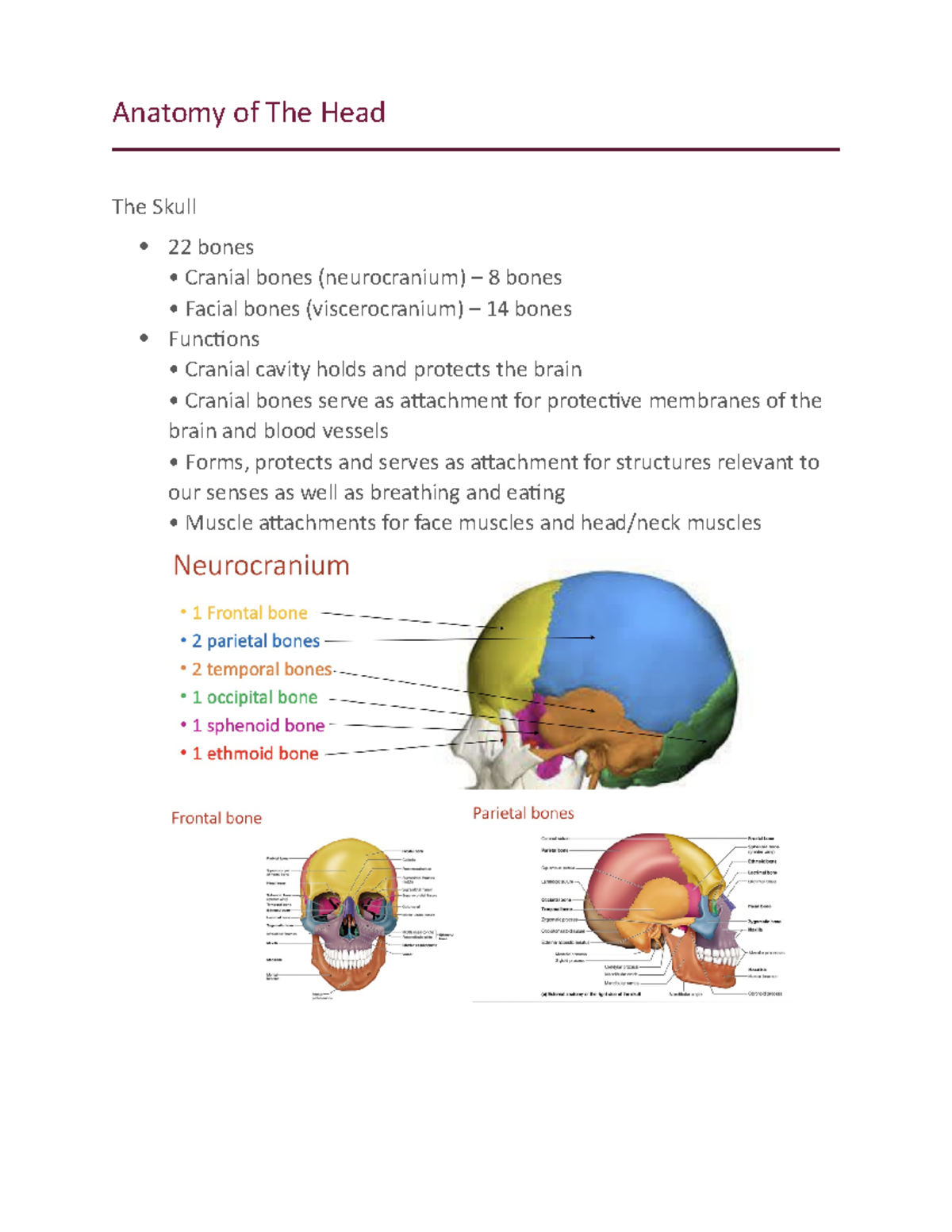 Axial Skeleton - apa 1313 - Anatomy of The Head The Skull 22 bones ...