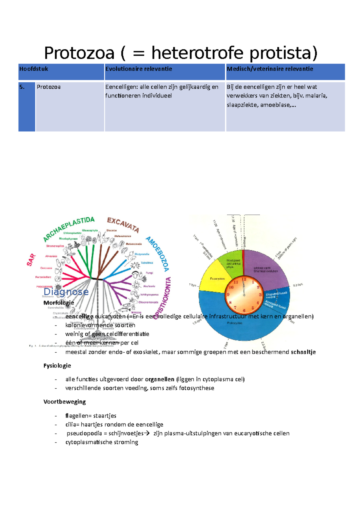 Protozoa- thema 5 - Protozoa ( = heterotrofe protista) Hoofdstuk ...