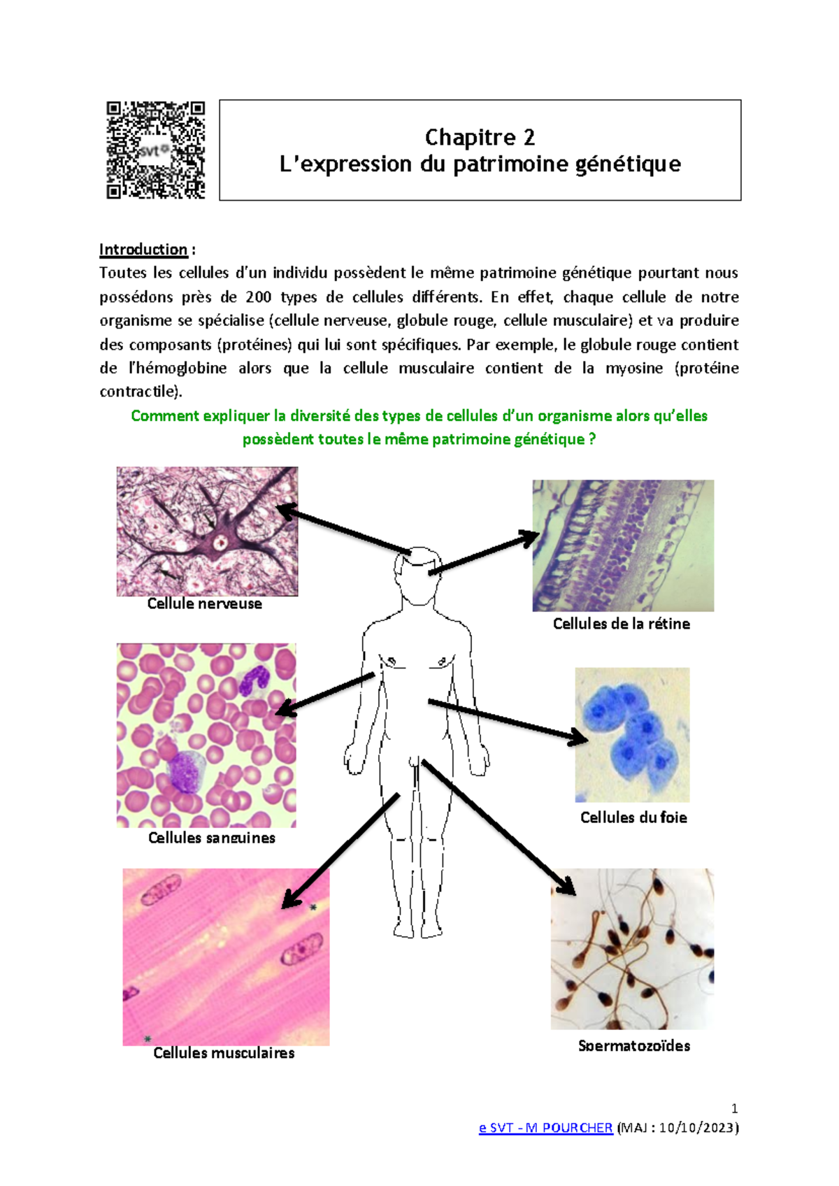 Chapitre 2 - L'expression des gènes - 1 Chapitre 2 L’expression du patrimoine génétique ...