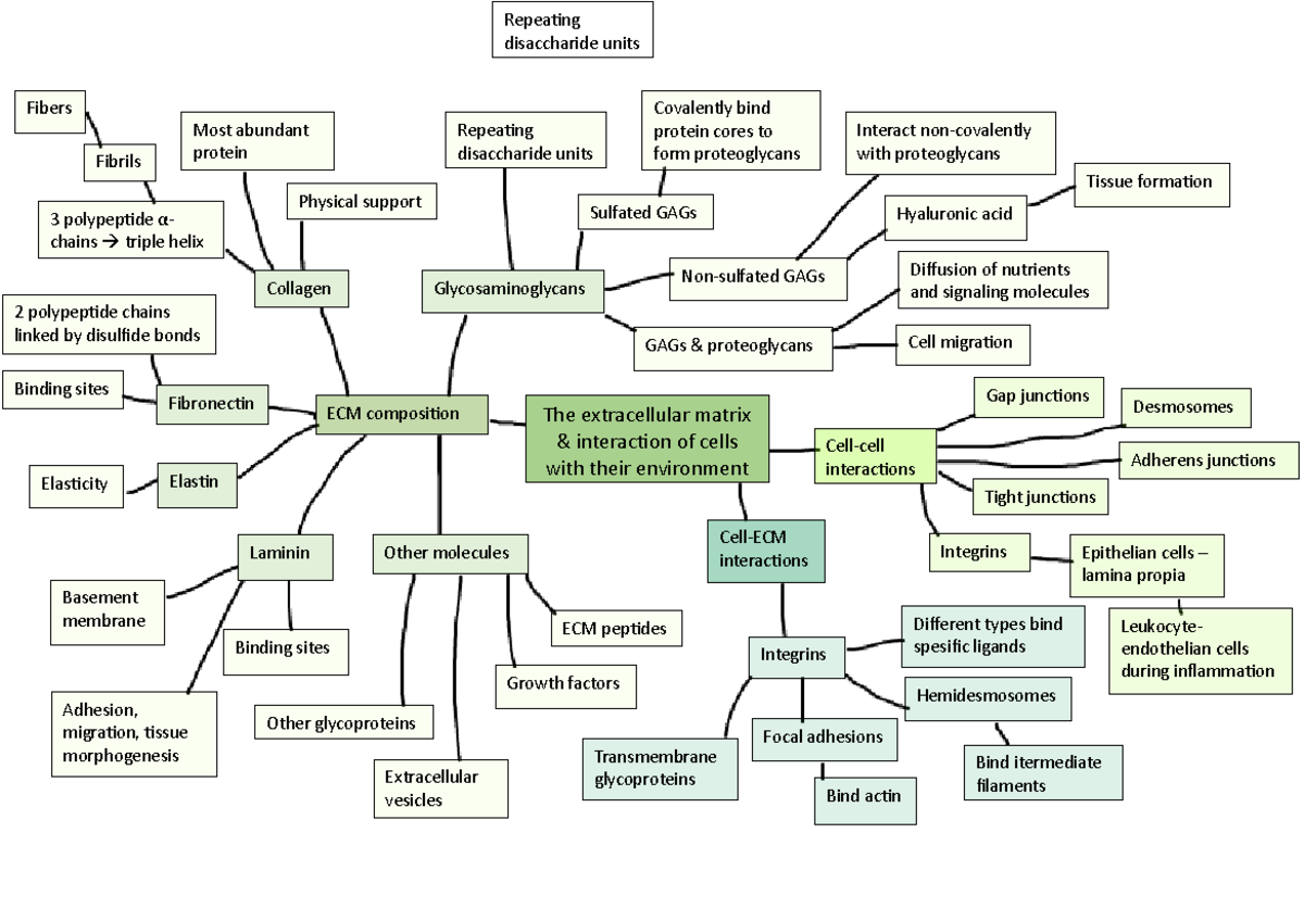 Tissue Engineering Basics: The extracellular matrix and interactions ...
