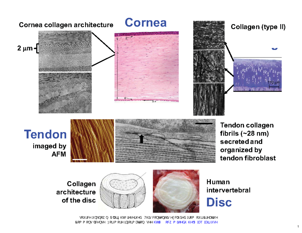 Biology notes (22) - Cornea collagen architecture Human CornCorneaea ...