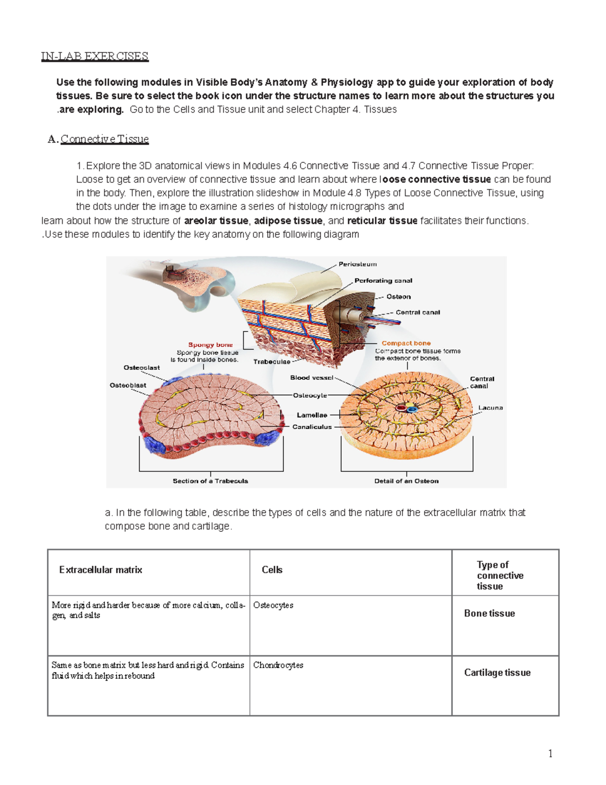 Lab Tissues - Emily Martin - IN-LAB EXERCISES Use the following modules ...