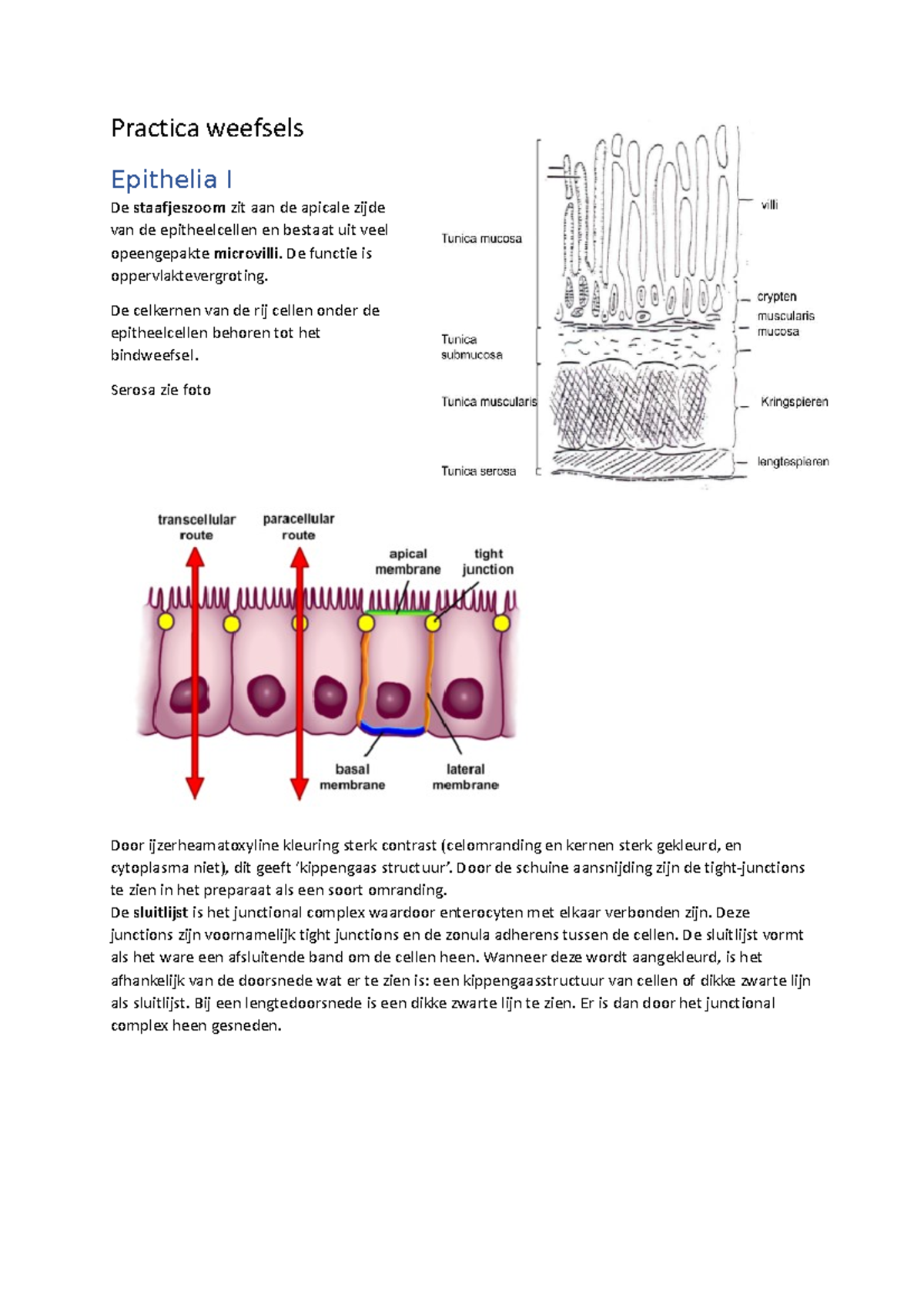 Practica weefsels - Practica weefsels Epithelia I De staafjeszoom zit ...
