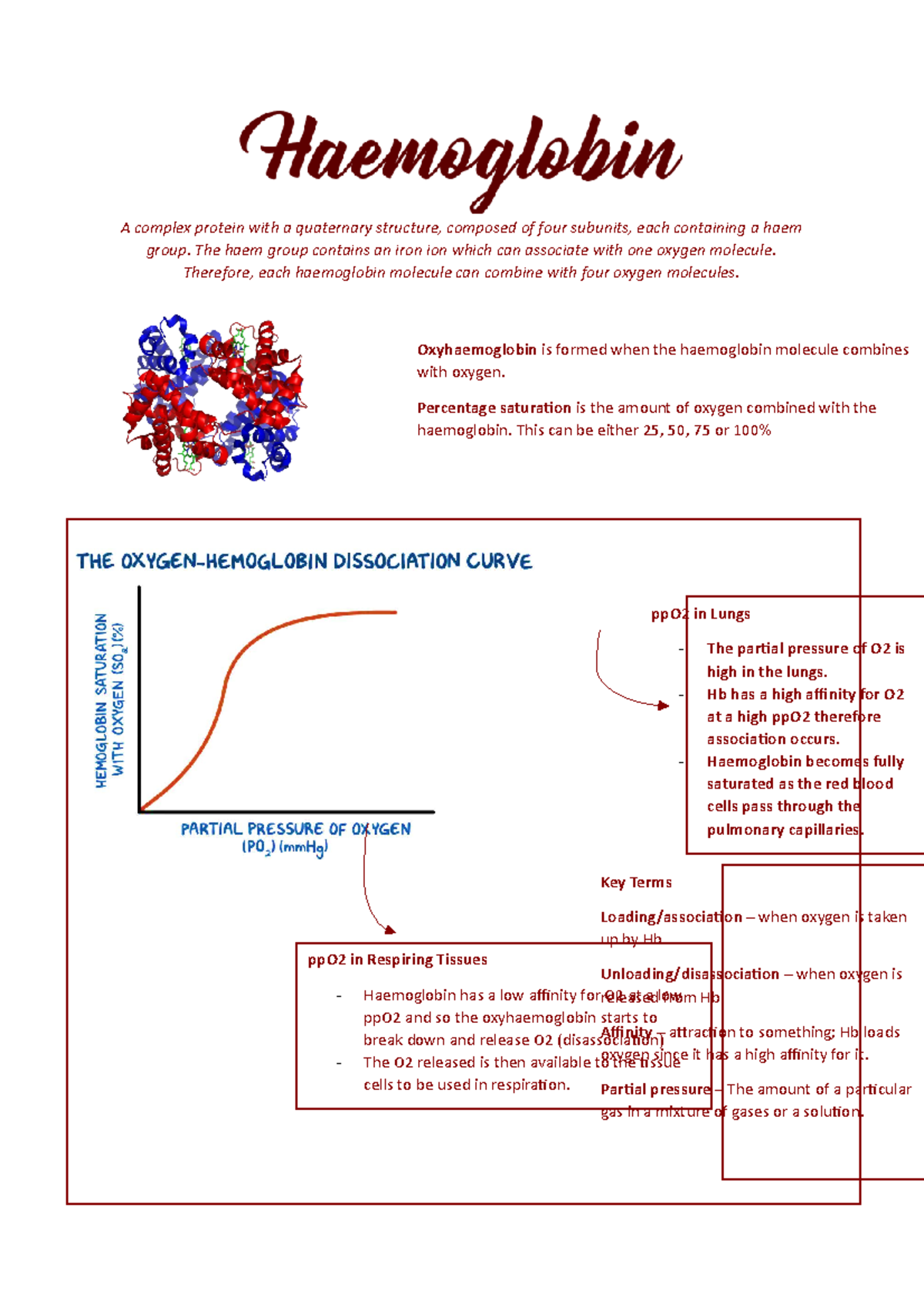 Haemoglobin - A complex protein with a quaternary structure, composed ...