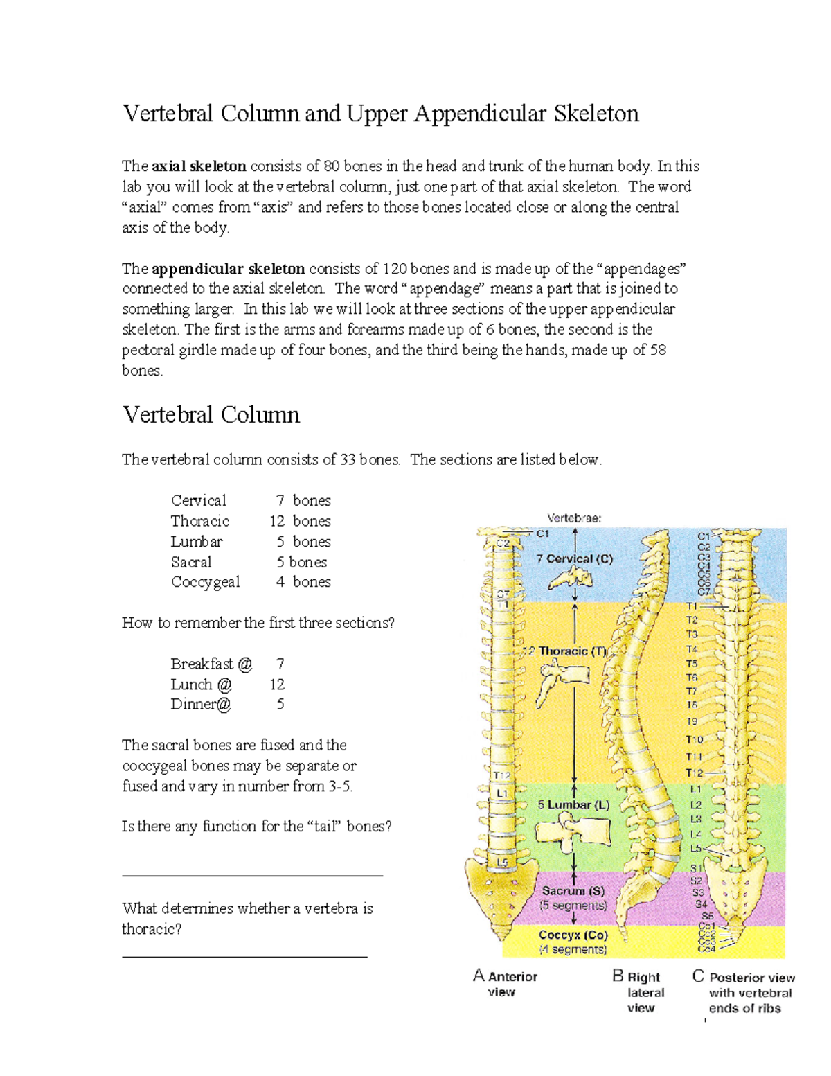 Vertebral Column - In this lab you will look at the vertebral column ...